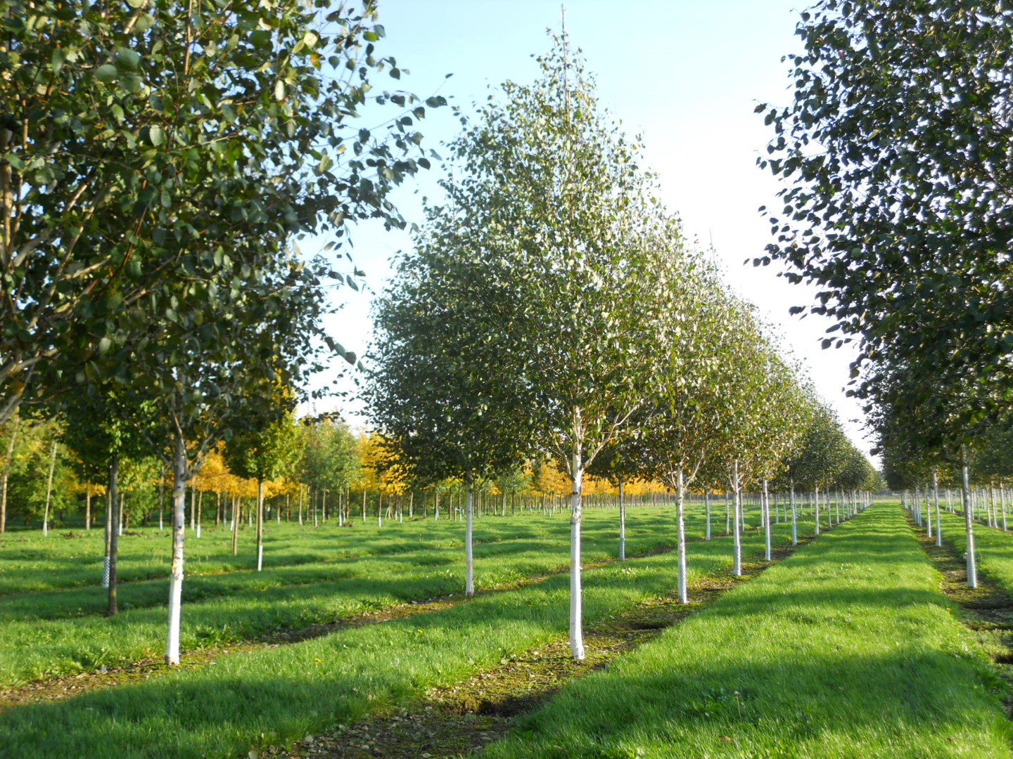 Betula utilis var. jacquemontii | White-barked Himalayan birch - Van ...