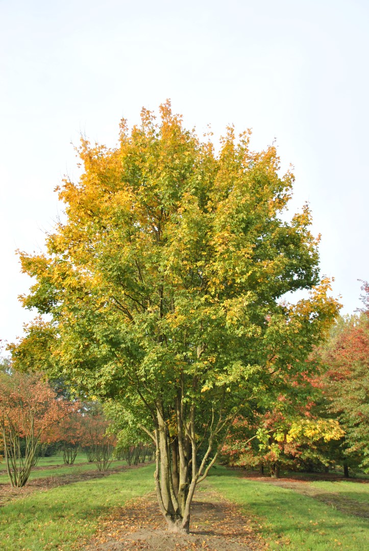 Acer campestre | Field maple - Van den Berk Nurseries