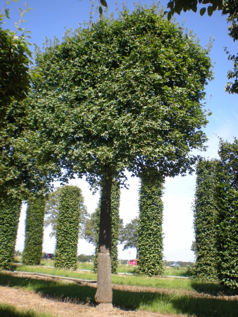 Acer campestre | Field maple - Van den Berk Nurseries