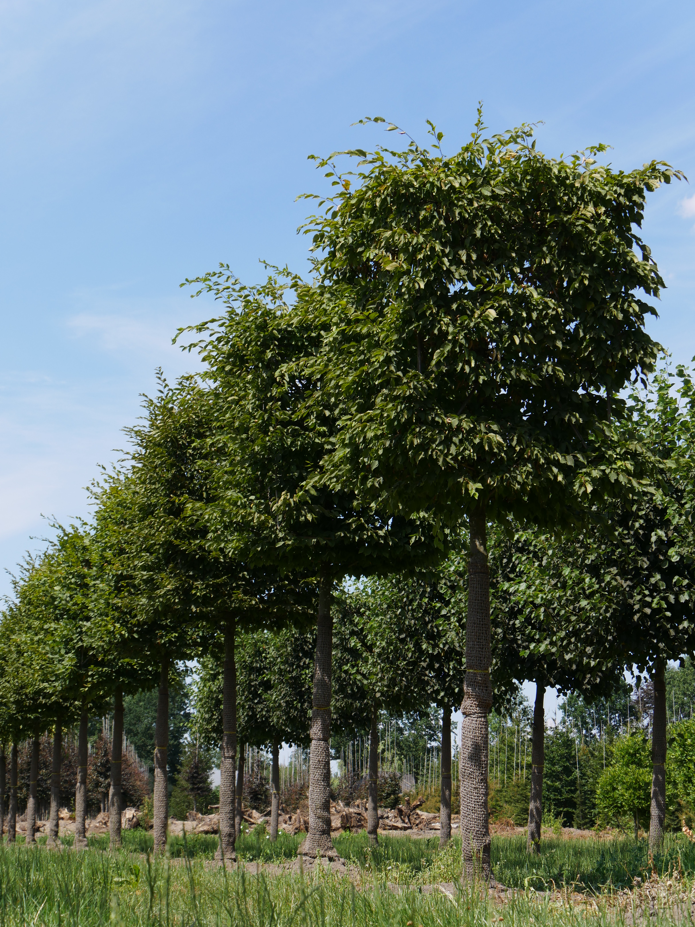 Carpinus betulus | Hornbeam, Common hornbeam - Van den Berk Nurseries