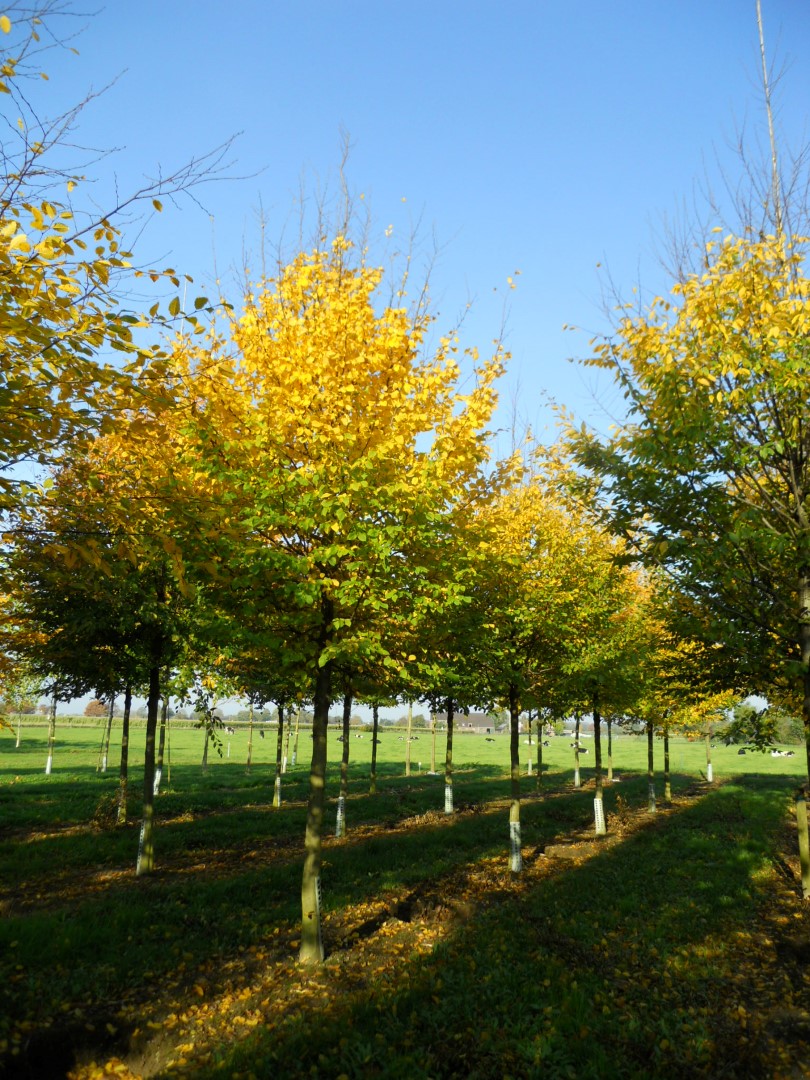 Carpinus betulus | Hornbeam, Common hornbeam - Van den Berk Nurseries
