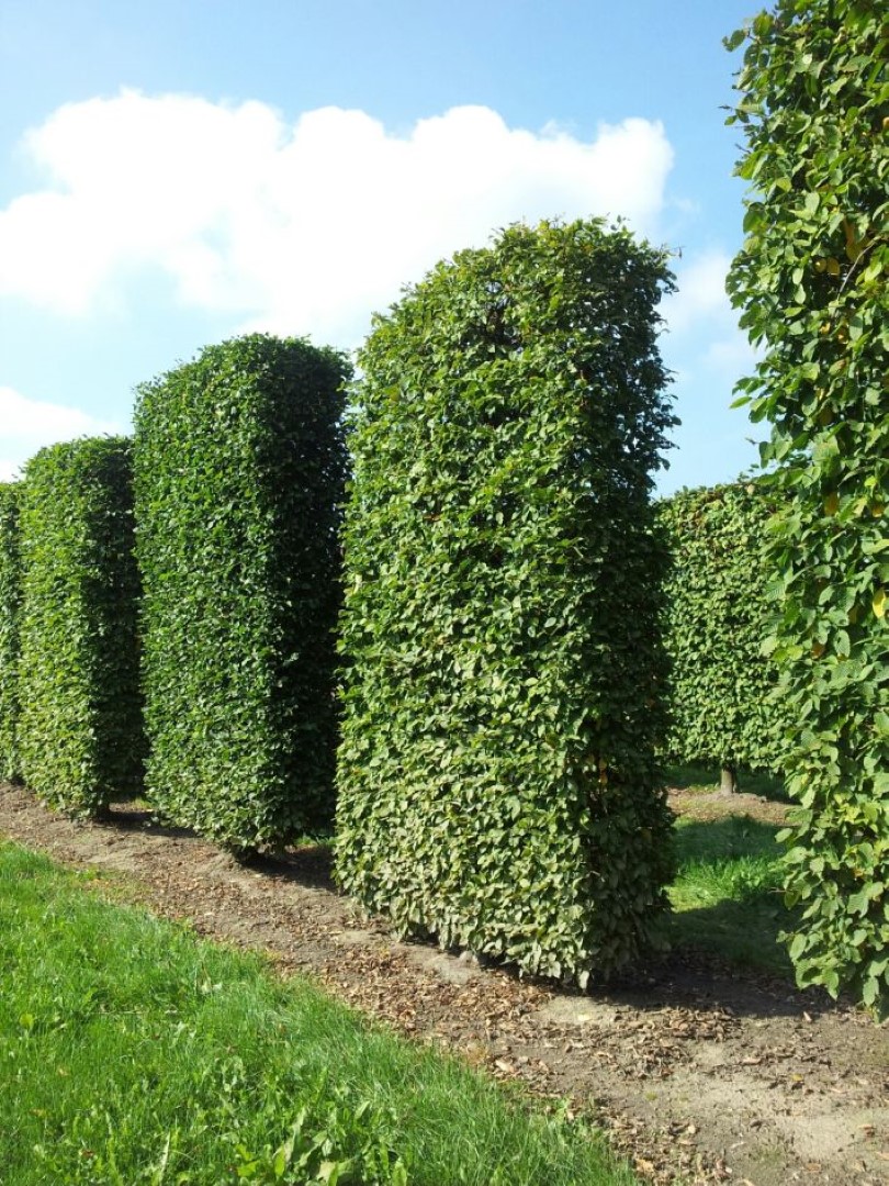 Carpinus betulus | Hornbeam, Common hornbeam - Van den Berk Nurseries