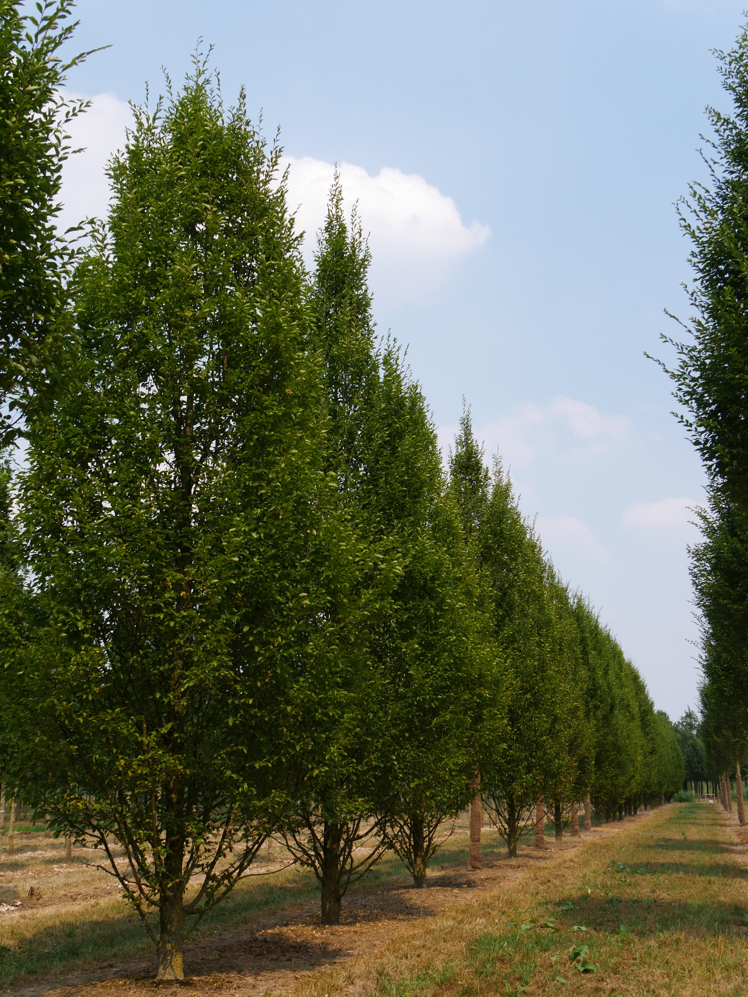 Carpinus betulus 'Fastigiata' | Carpinus betulus 'Fastigiata' - Van den ...