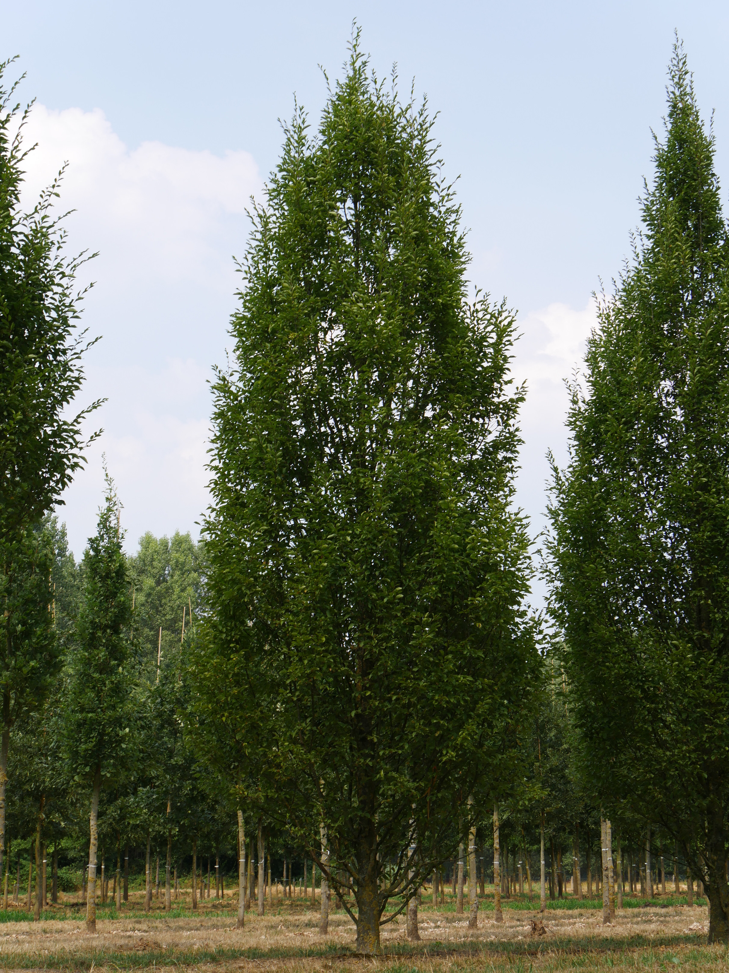Carpinus betulus 'Fastigiata' | Carpinus betulus 'Fastigiata' - Van den ...