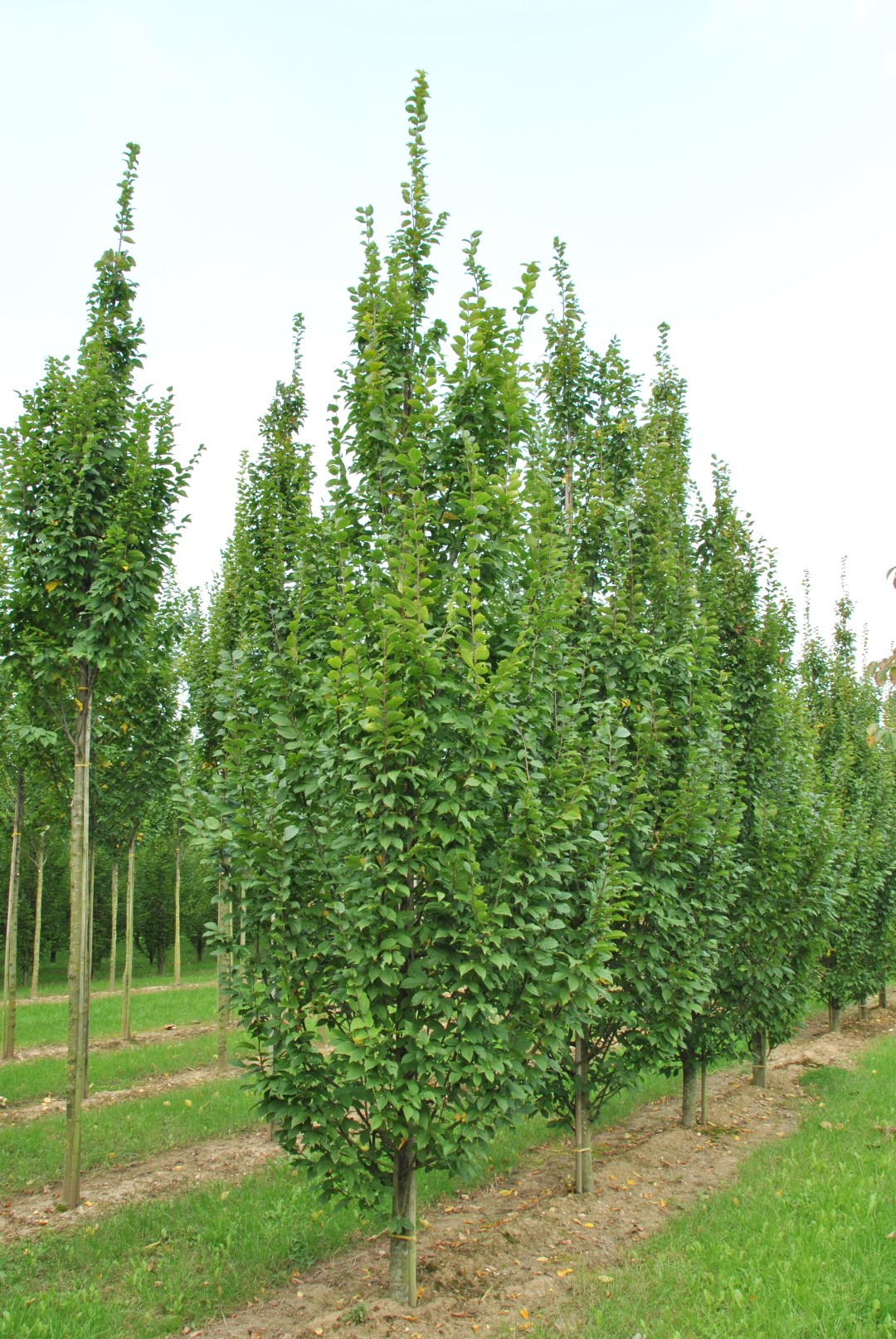 Carpinus betulus 'Lucas' | Carpinus betulus 'Lucas' - Van den Berk ...