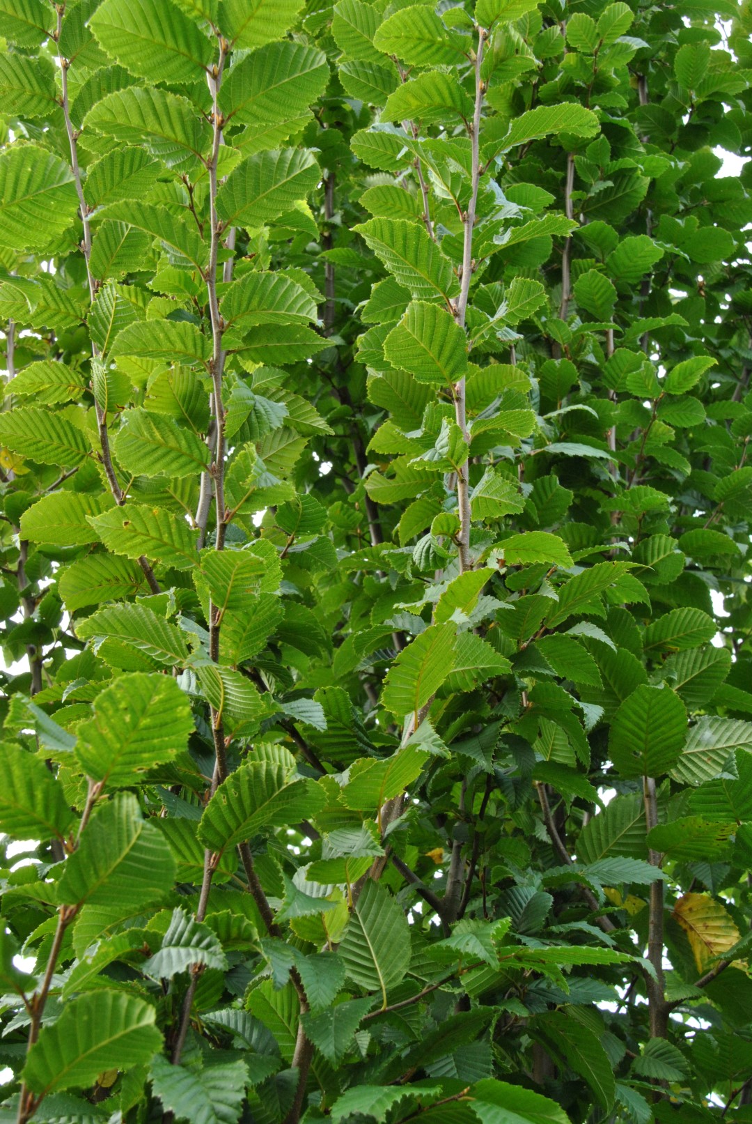 Carpinus betulus 'Lucas' | Carpinus betulus 'Lucas' - Van den Berk ...