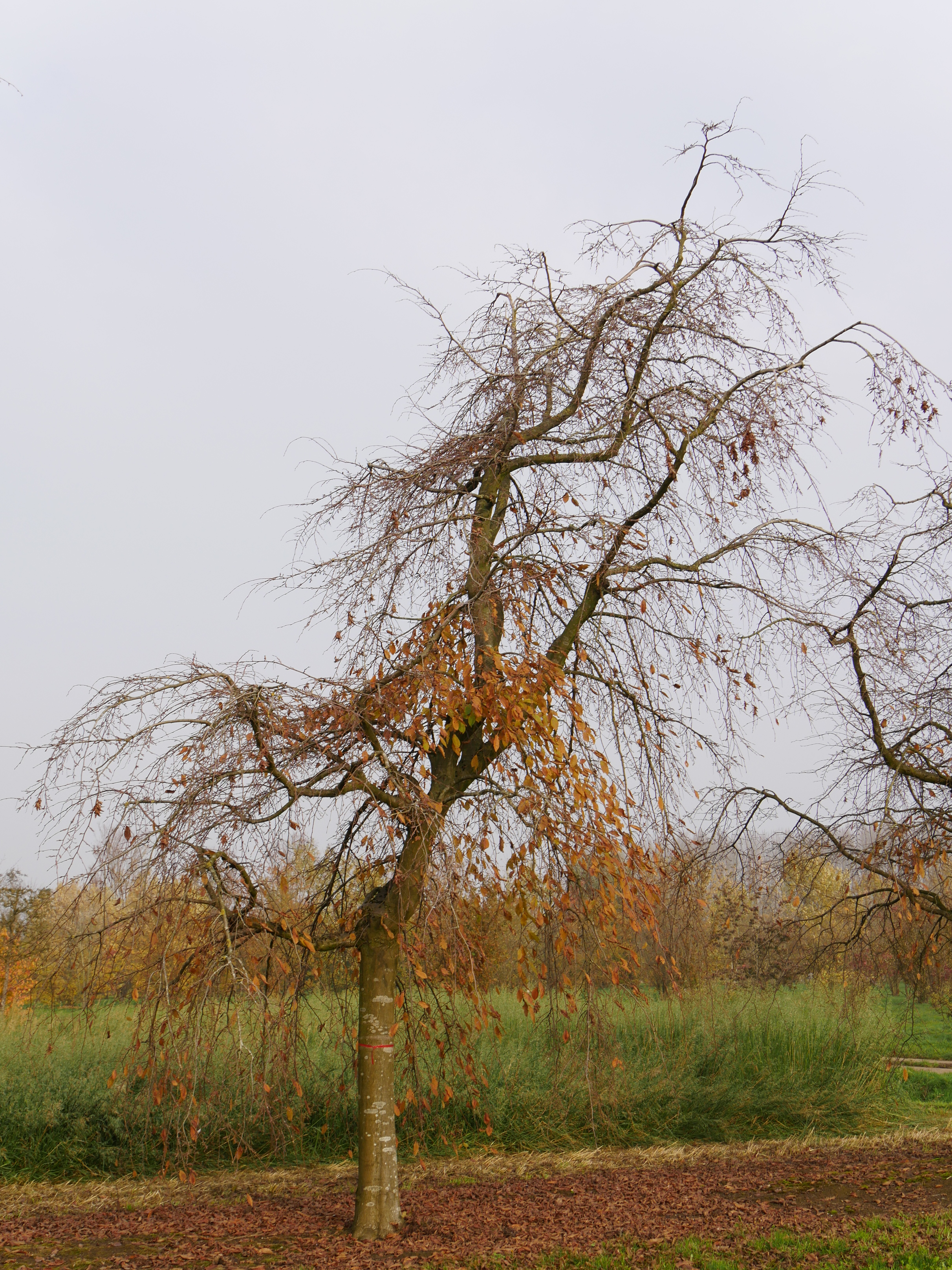 Carpinus betulus 'Pendula' | Carpinus betulus 'Pendula' - Van den Berk ...