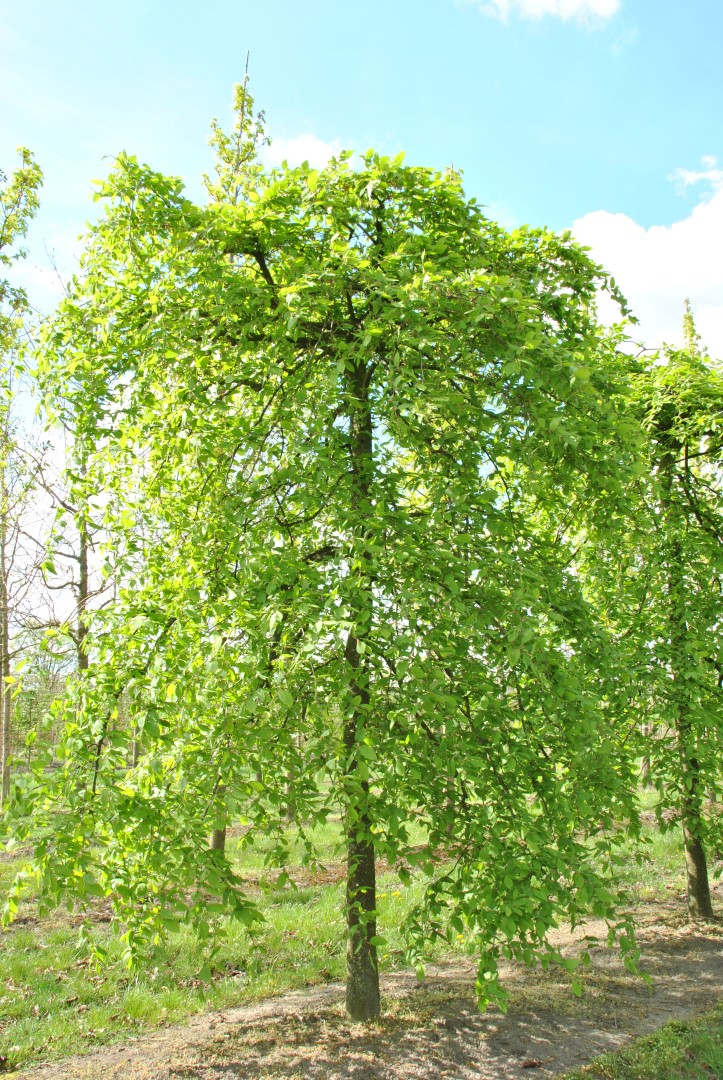 Carpinus betulus 'Pendula' | Carpinus betulus 'Pendula' - Van den Berk ...