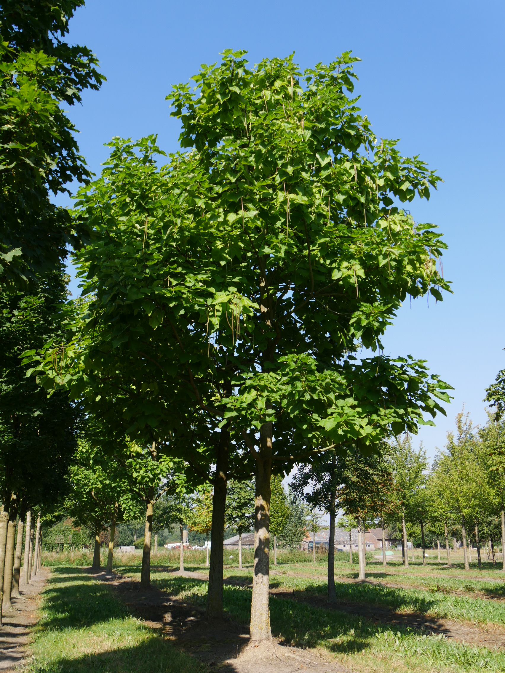 Catalpa bignonioides | Indian bean tree, Southern Catalpa - Van den ...