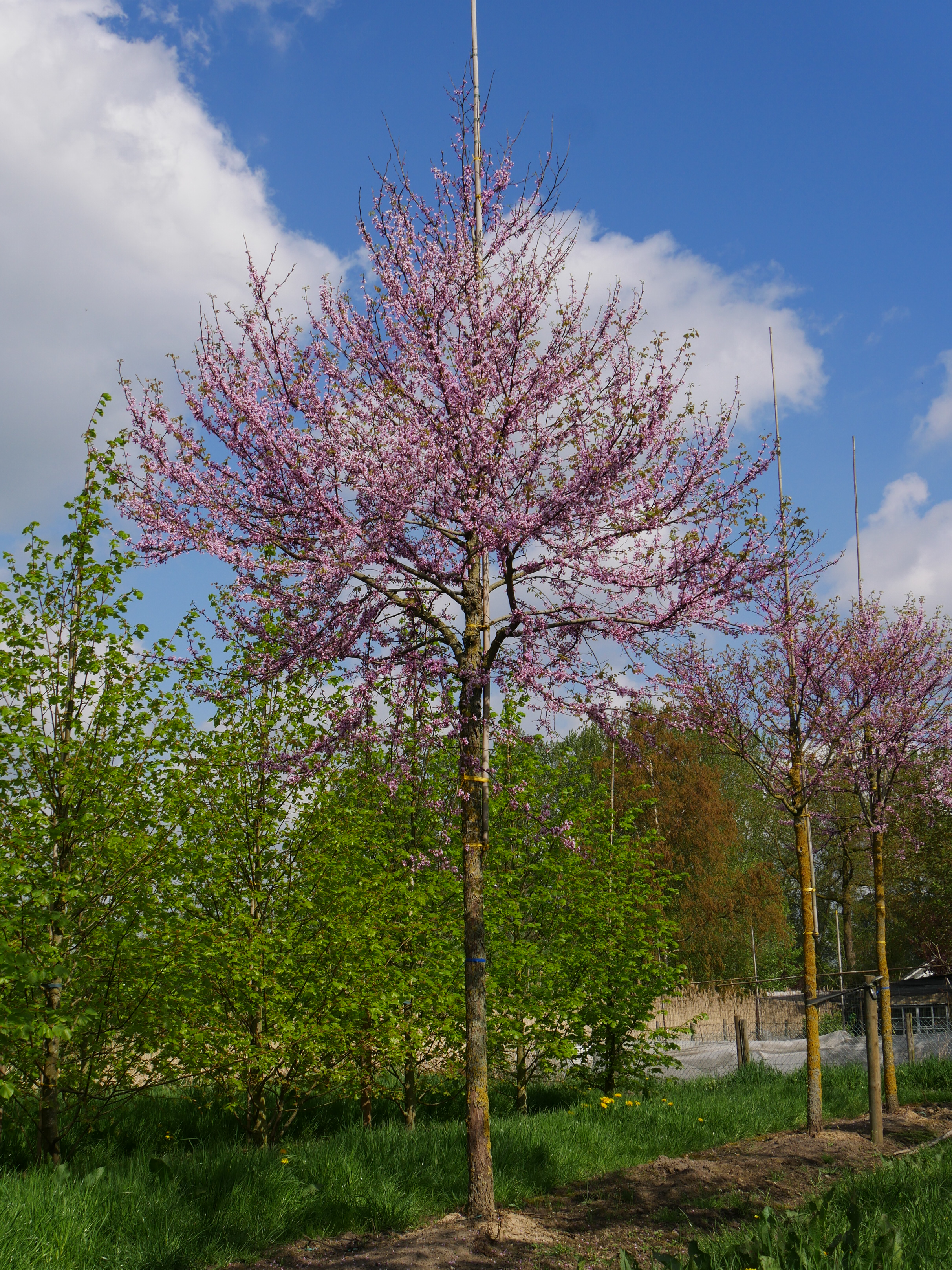 Cercis canadensis | North American Redbud - Van den Berk Nurseries