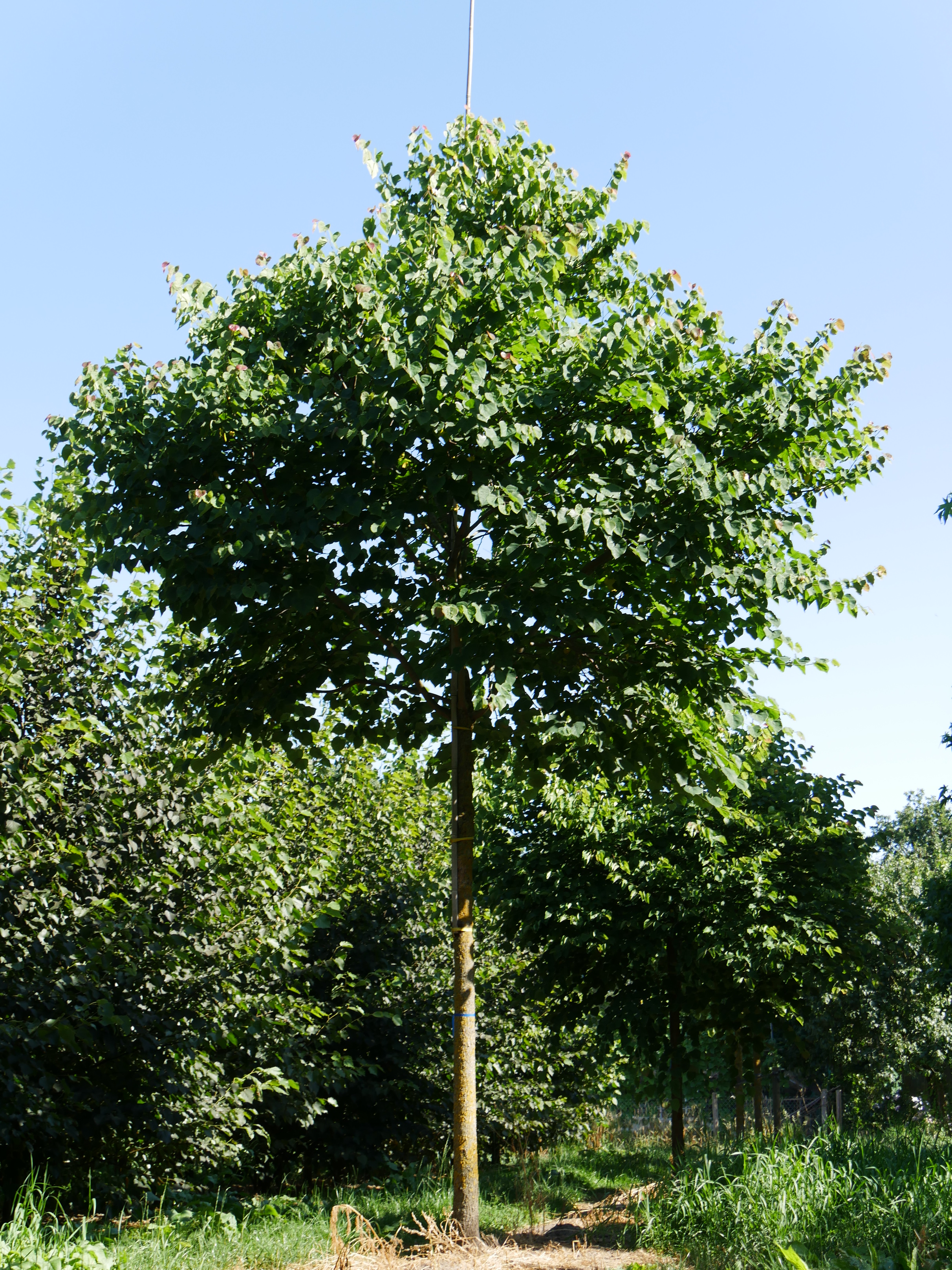 Cercis canadensis | North American Redbud - Van den Berk Nurseries