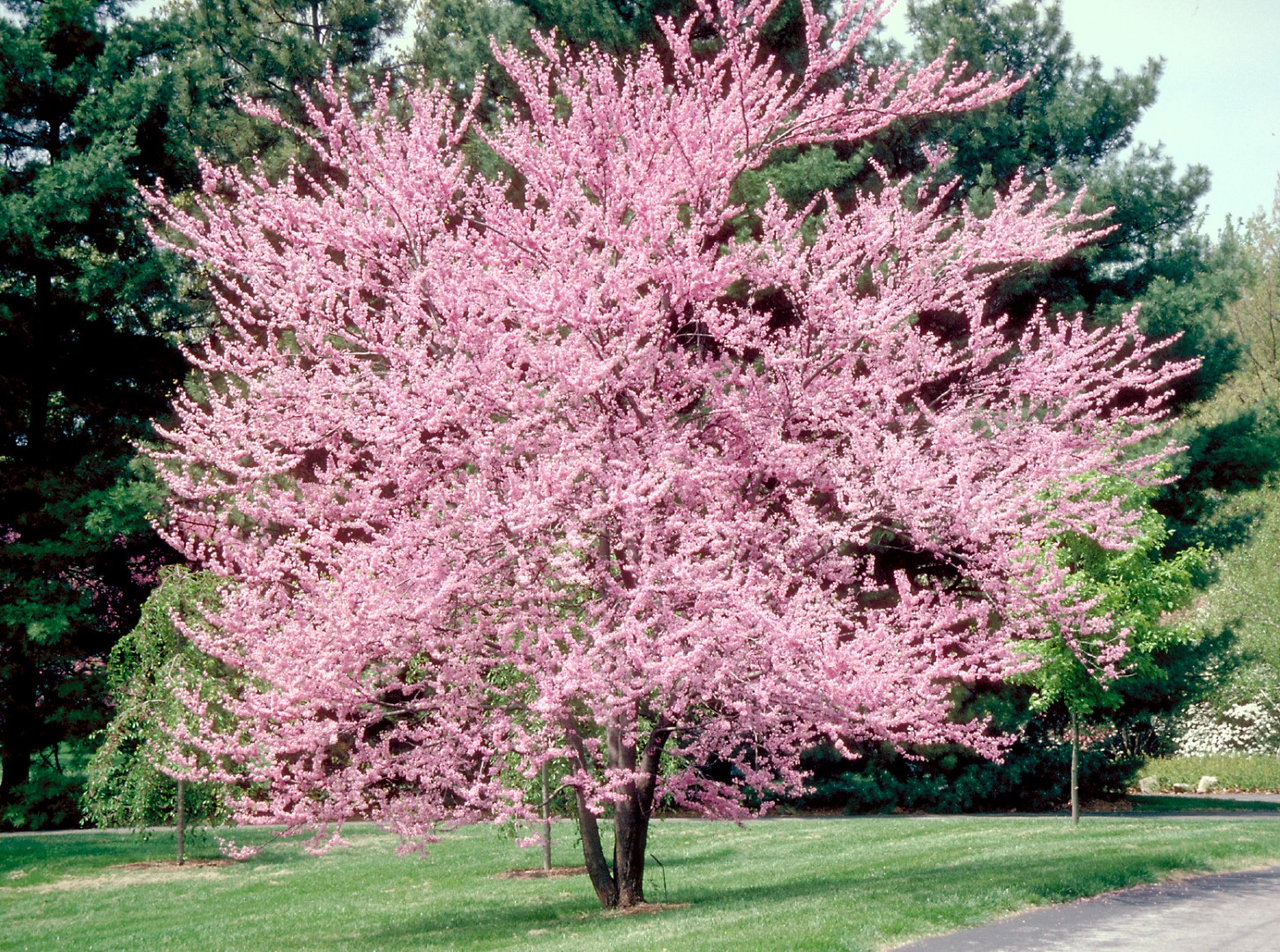 Cercis canadensis | North American Redbud - Van den Berk Nurseries