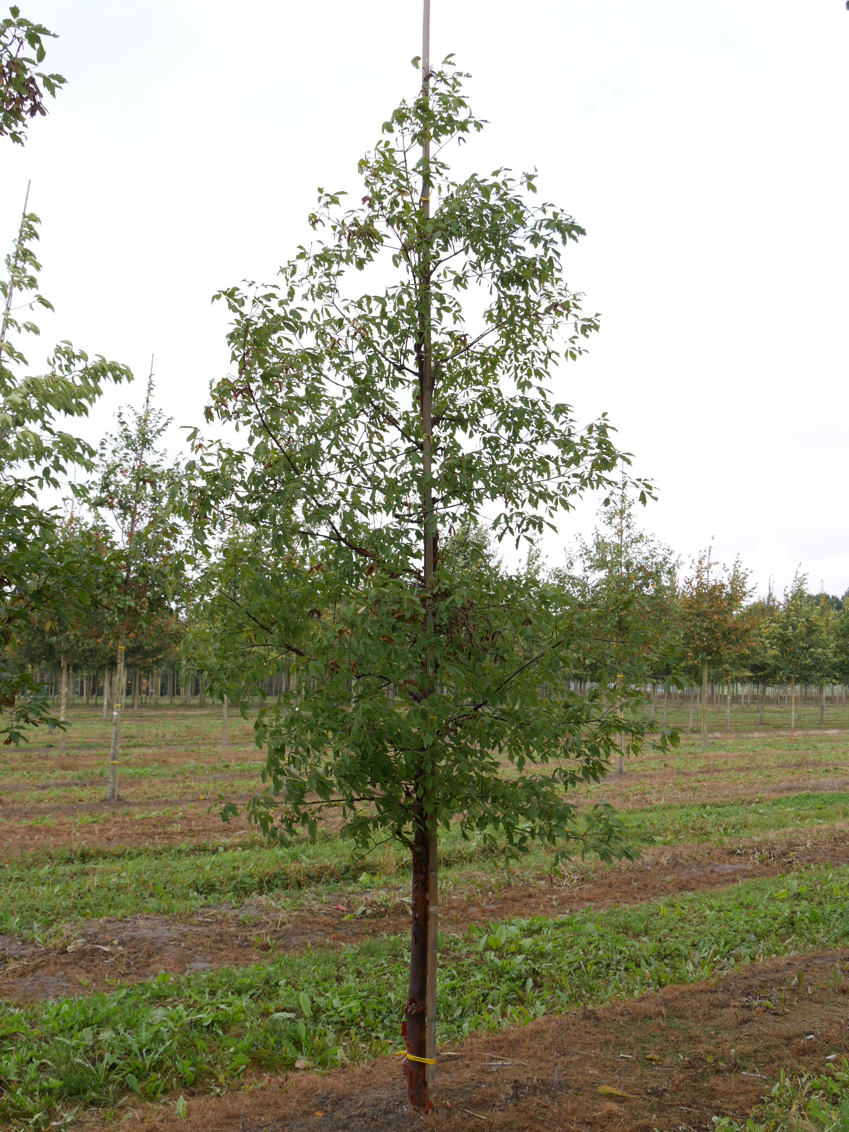 Acer griseum | Paperbark maple - Van den Berk Nurseries