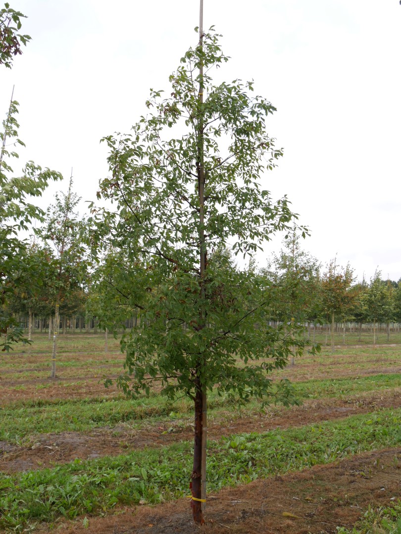 Acer griseum | Paperbark maple - Van den Berk Nurseries