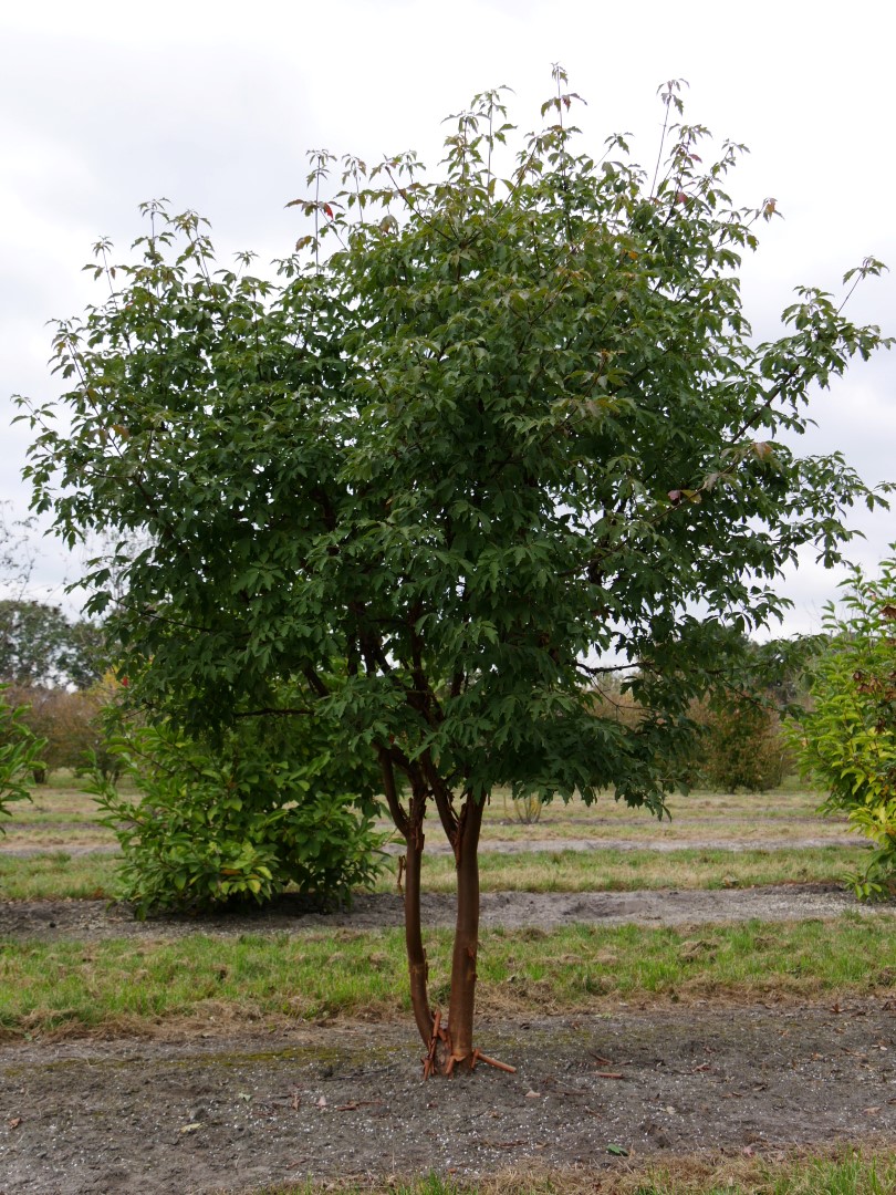 Acer griseum | Paperbark maple - Van den Berk Nurseries