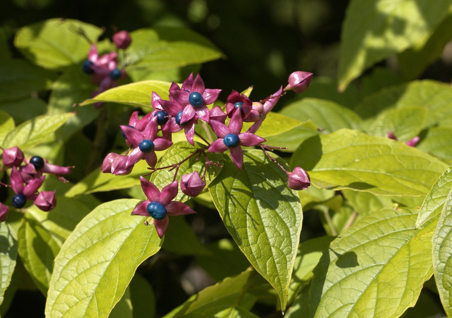 Clerodendrum trichotomum | Chance tree, Harlequin glory bowe - Van den ...