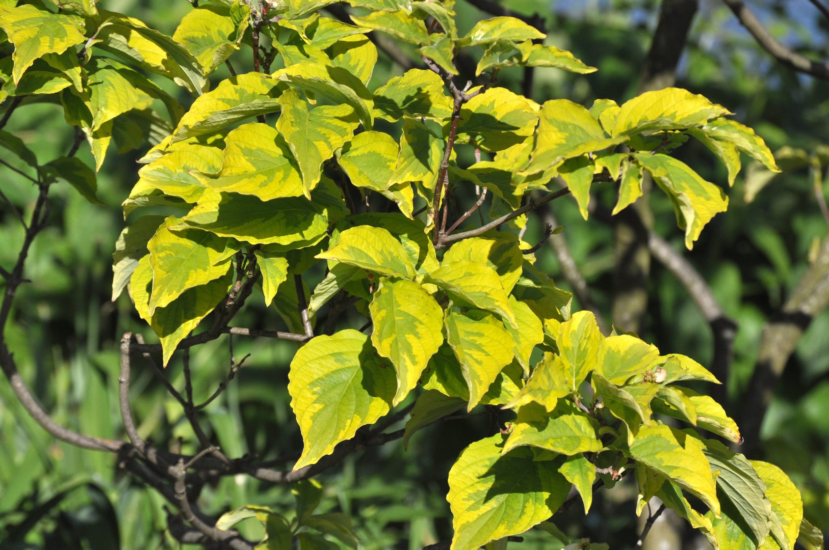 Cornus florida 'Rainbow' | Cornus florida 'Rainbow' - Van den Berk ...