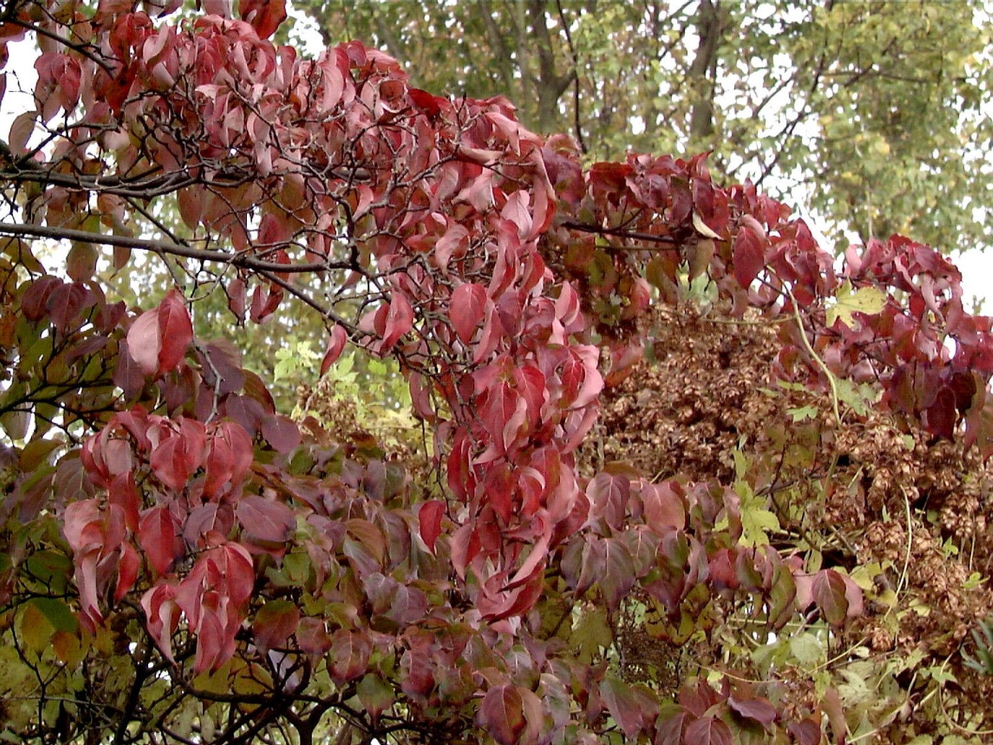 Cornus kousa var. chinensis | Cornus kousa var. chinensis - Van den ...