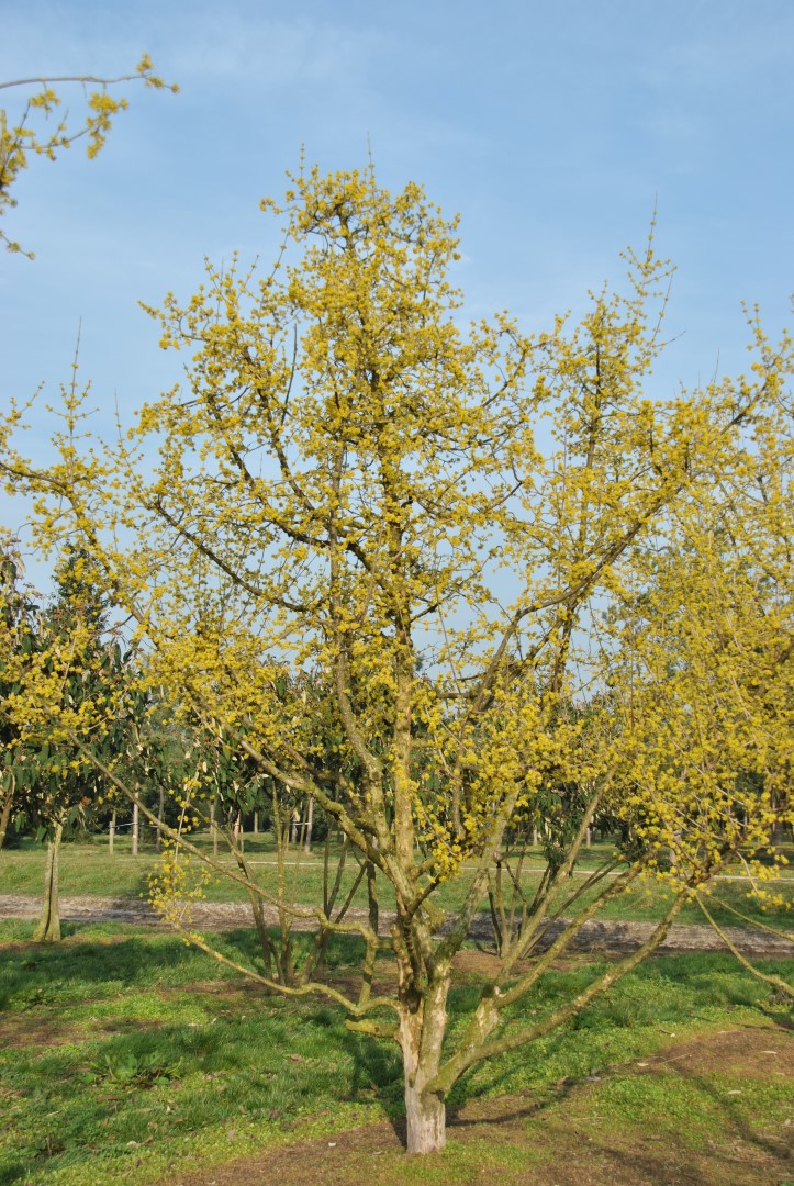 Cornus mas | Cornelian cherry - Van den Berk Nurseries