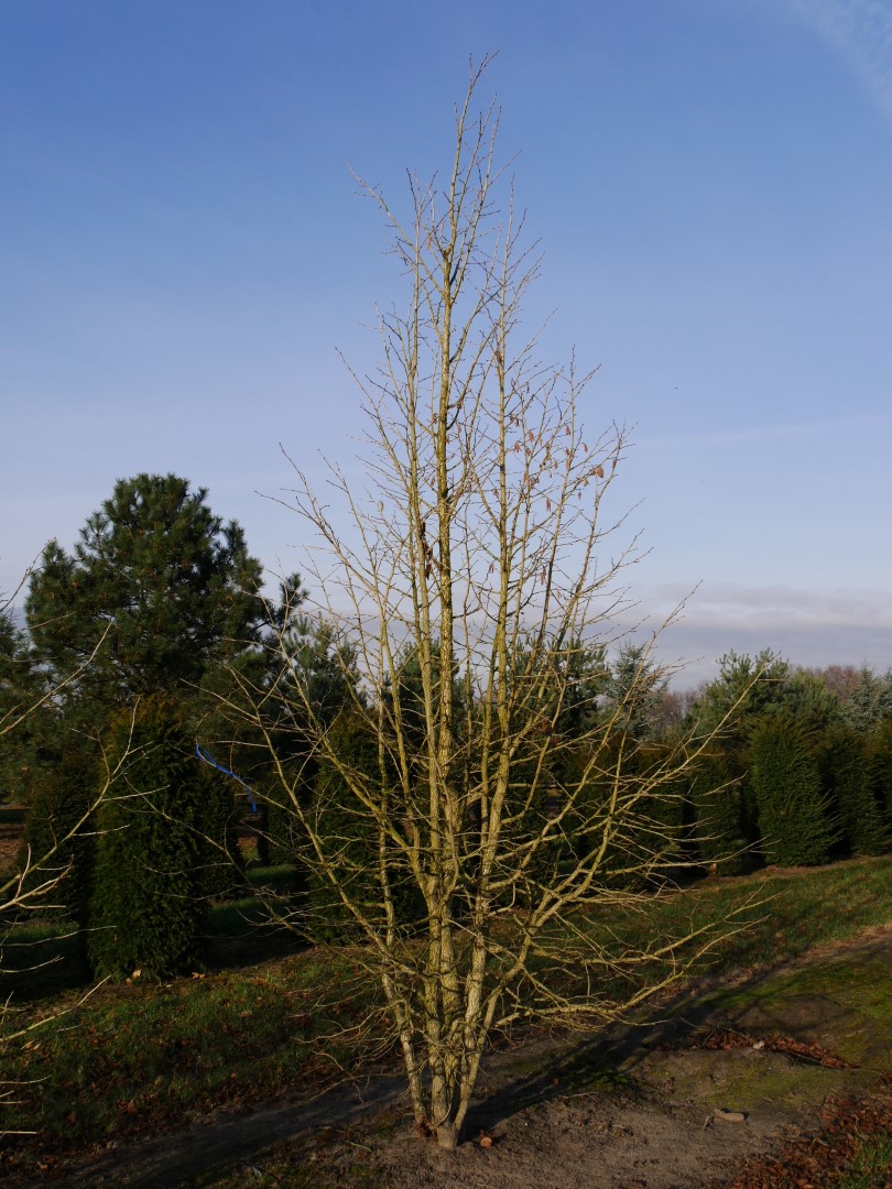 Corylus colurna | Turkish hazel, Turkish filbert - Van den Berk Nurseries