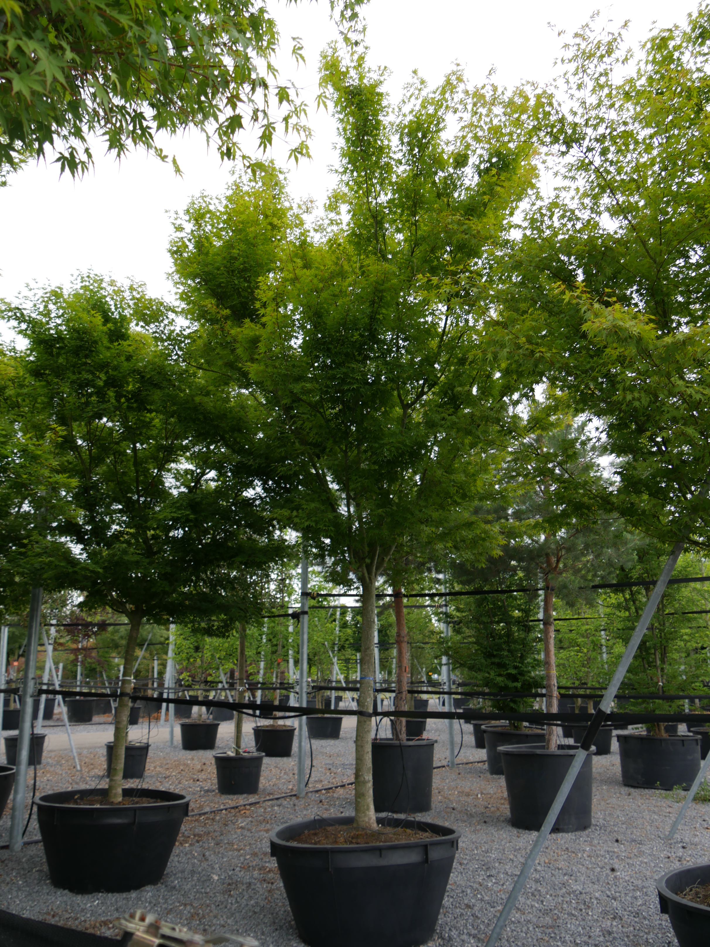 Acer palmatum | Japanese maple - Van den Berk Nurseries