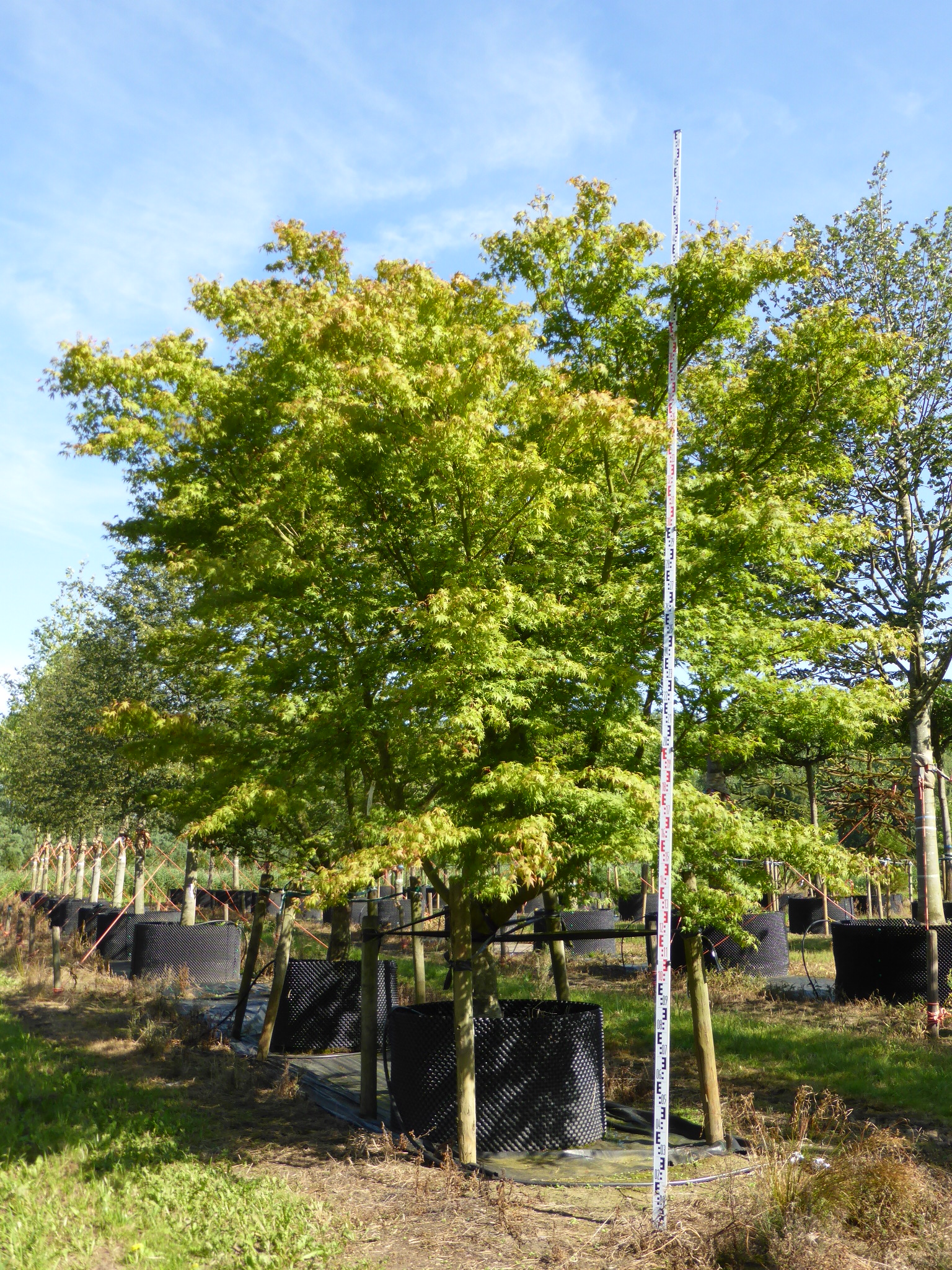 Acer palmatum | Japanese maple - Van den Berk Nurseries
