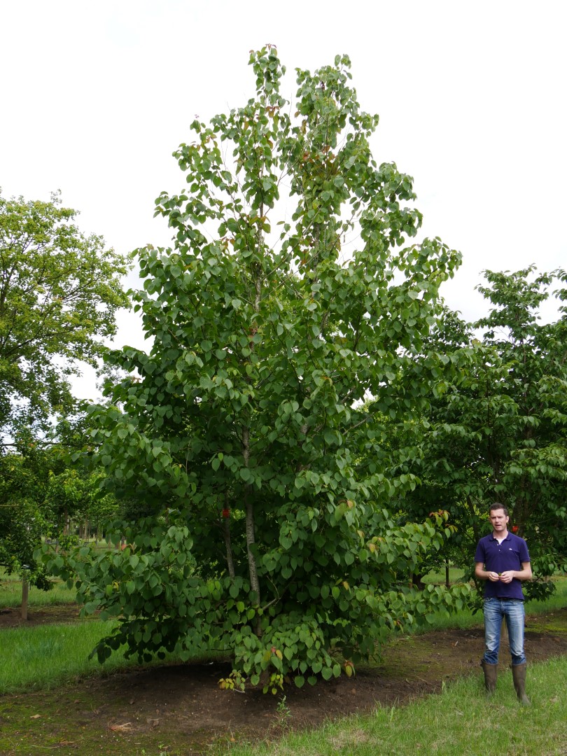 Davidia involucrata | Pocket-handkerchief tree, Dove Tree, Ghost tree ...
