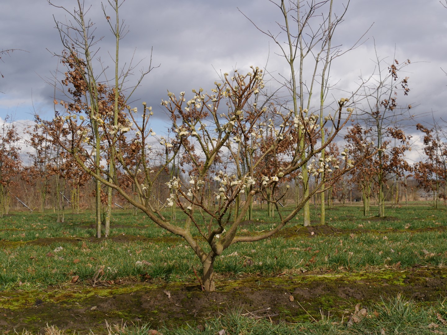 Edgeworthia chrysantha | Edgeworthia chrysantha - Van den Berk Nurseries