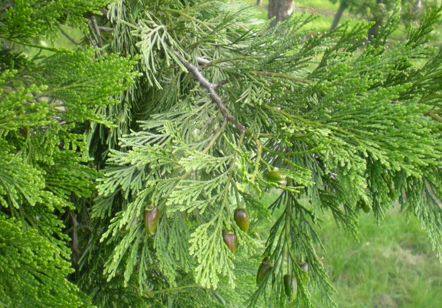 Calocedrus Decurrens Incense Cedar Van Den Berk Nurseries Calocedrus Decurrens Incense Cedar Van Den Berk Nurseries