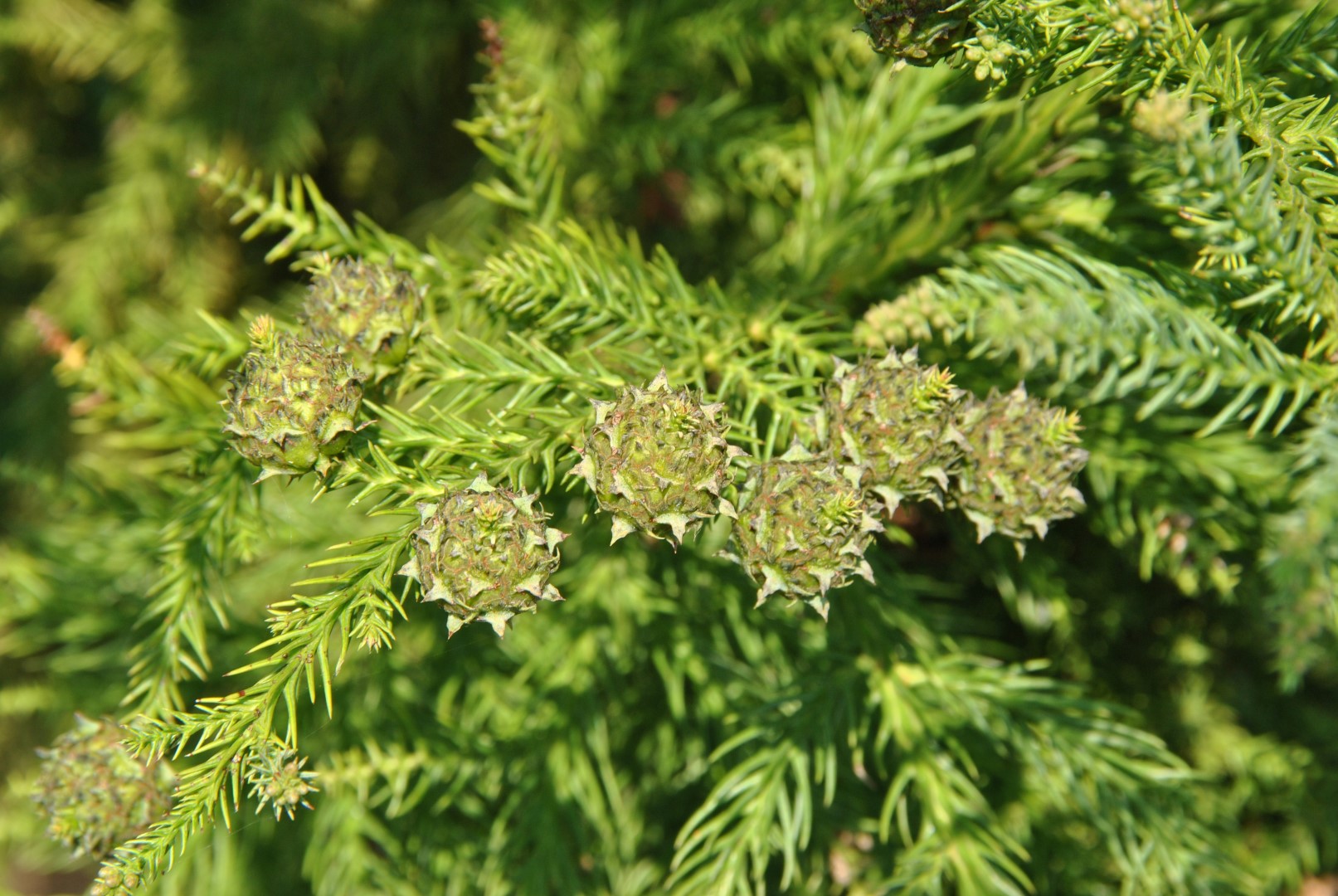 Cryptomeria japonica | Japanese cedar - Van den Berk Nurseries