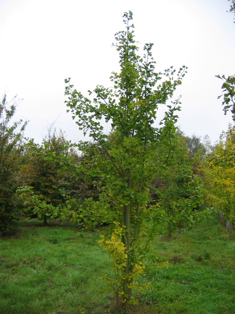 Ginkgo biloba | Maidenhair tree - Van den Berk Nurseries
