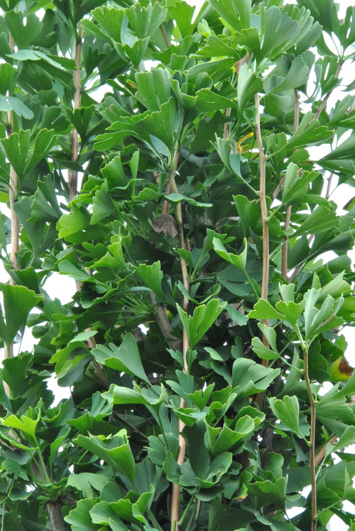 Ginkgo biloba FASTIGIATA BLAGON ('Blagon') | Ginkgo biloba FASTIGIATA ...