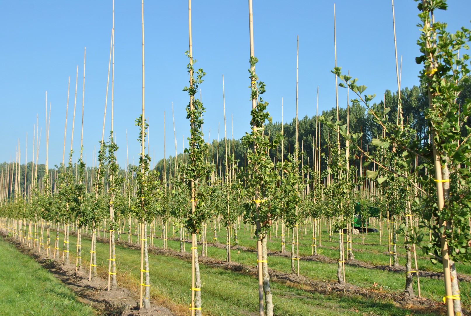 Ginkgo biloba FASTIGIATA BLAGON ('Blagon') | Ginkgo biloba FASTIGIATA ...