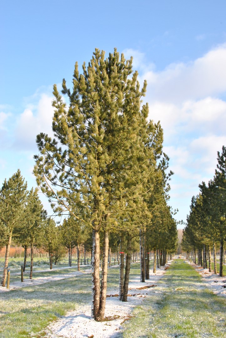 Pinus cembra | Arolla pine, Swiss stone pine - Van den Berk Nurseries