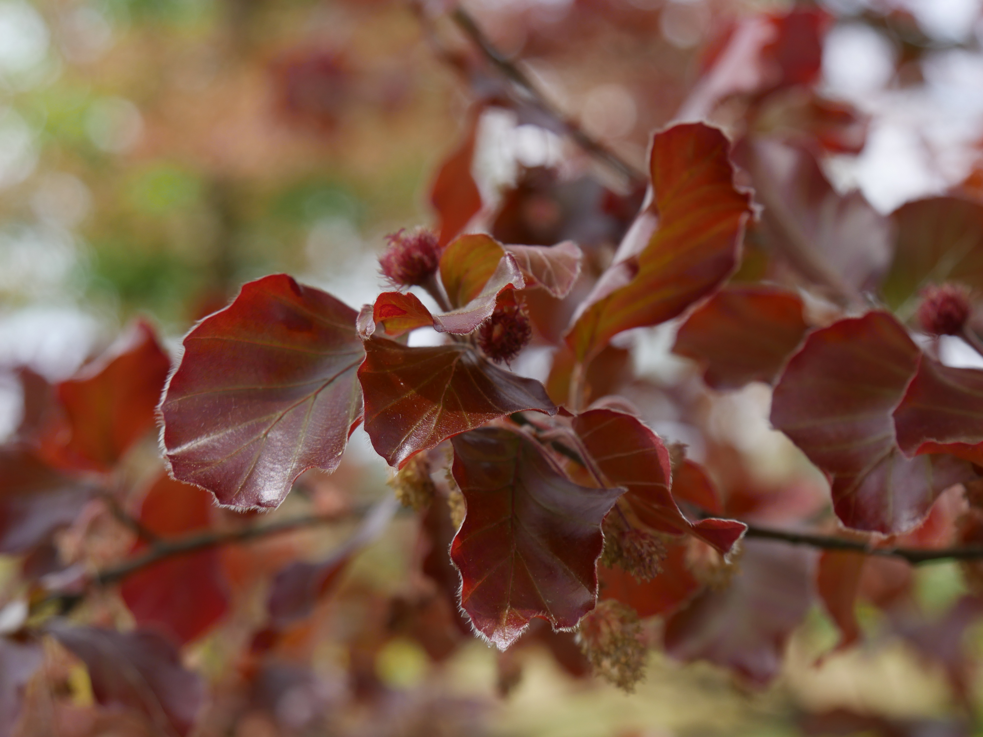 Fagus sylvatica 'Atropunicea' | Purple beech - Van den Berk Nurseries