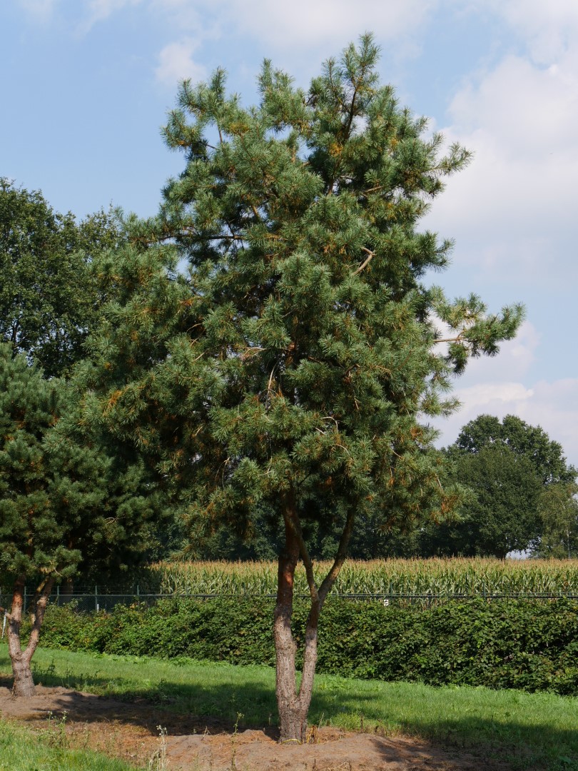 Pinus sylvestris | Scotch pine, Scots pine - Van den Berk Nurseries