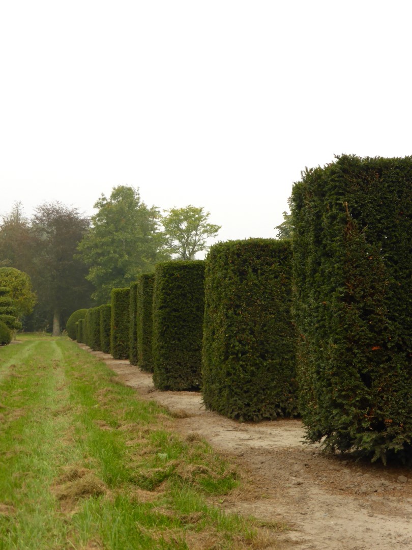 Taxus baccata | Common Yew, English Yew - Van den Berk Nurseries