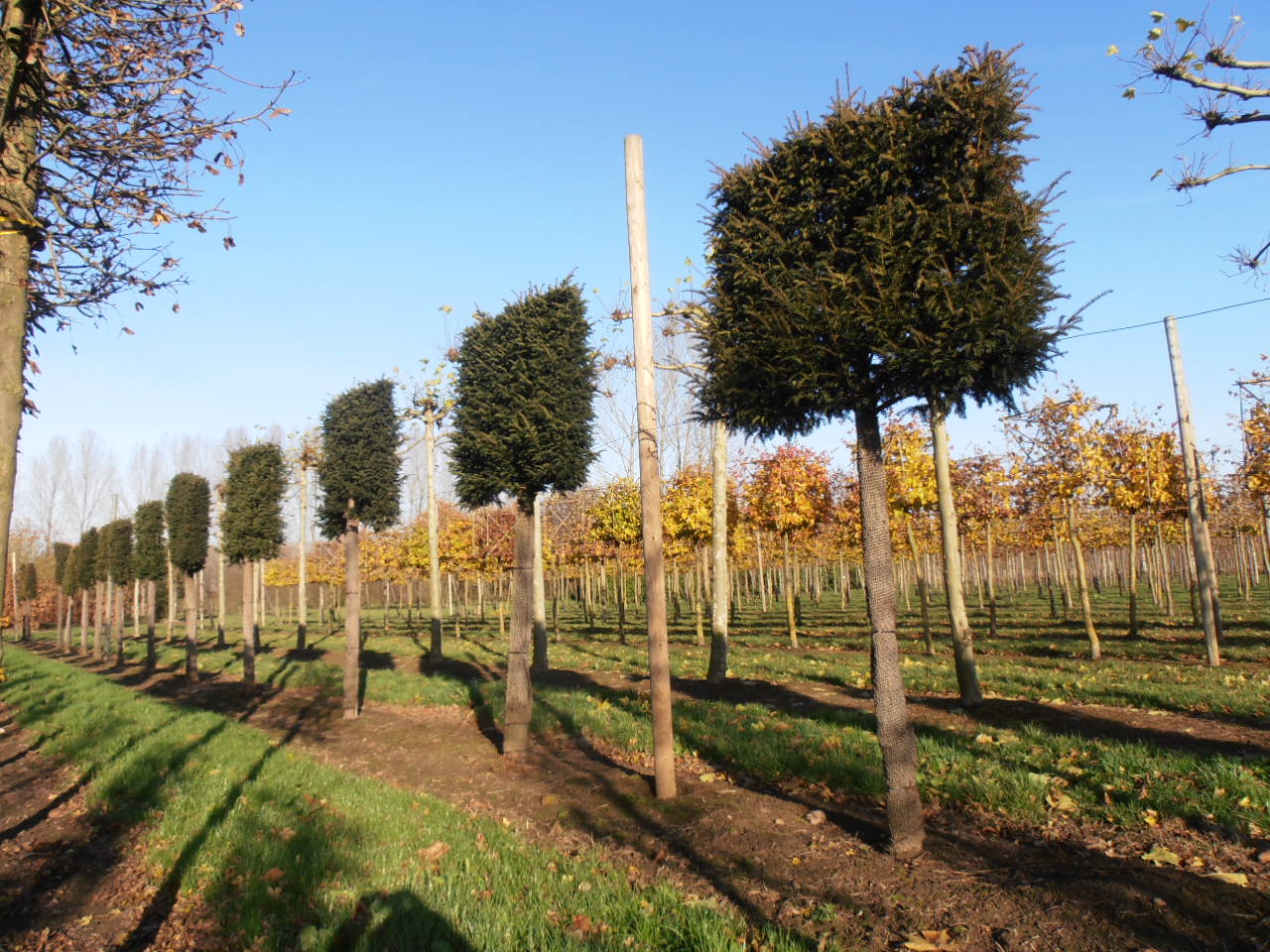 Taxus baccata | Common Yew, English Yew - Van den Berk Nurseries