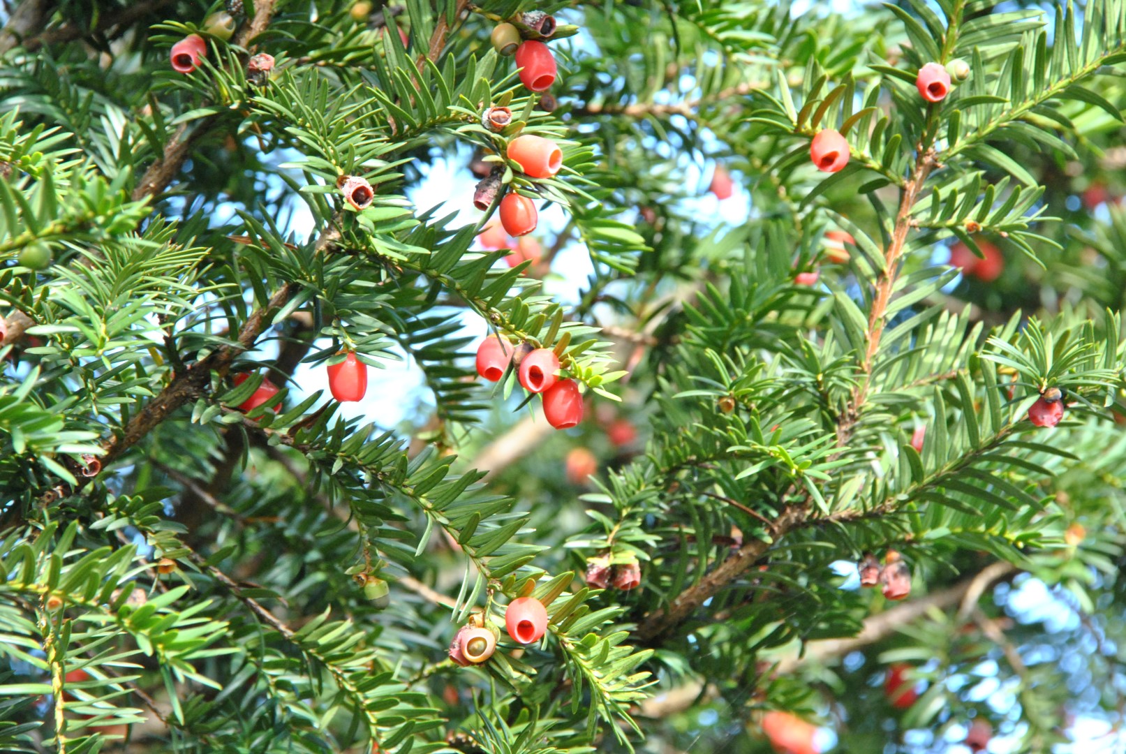 Taxus baccata | Common Yew, English Yew - Van den Berk Nurseries