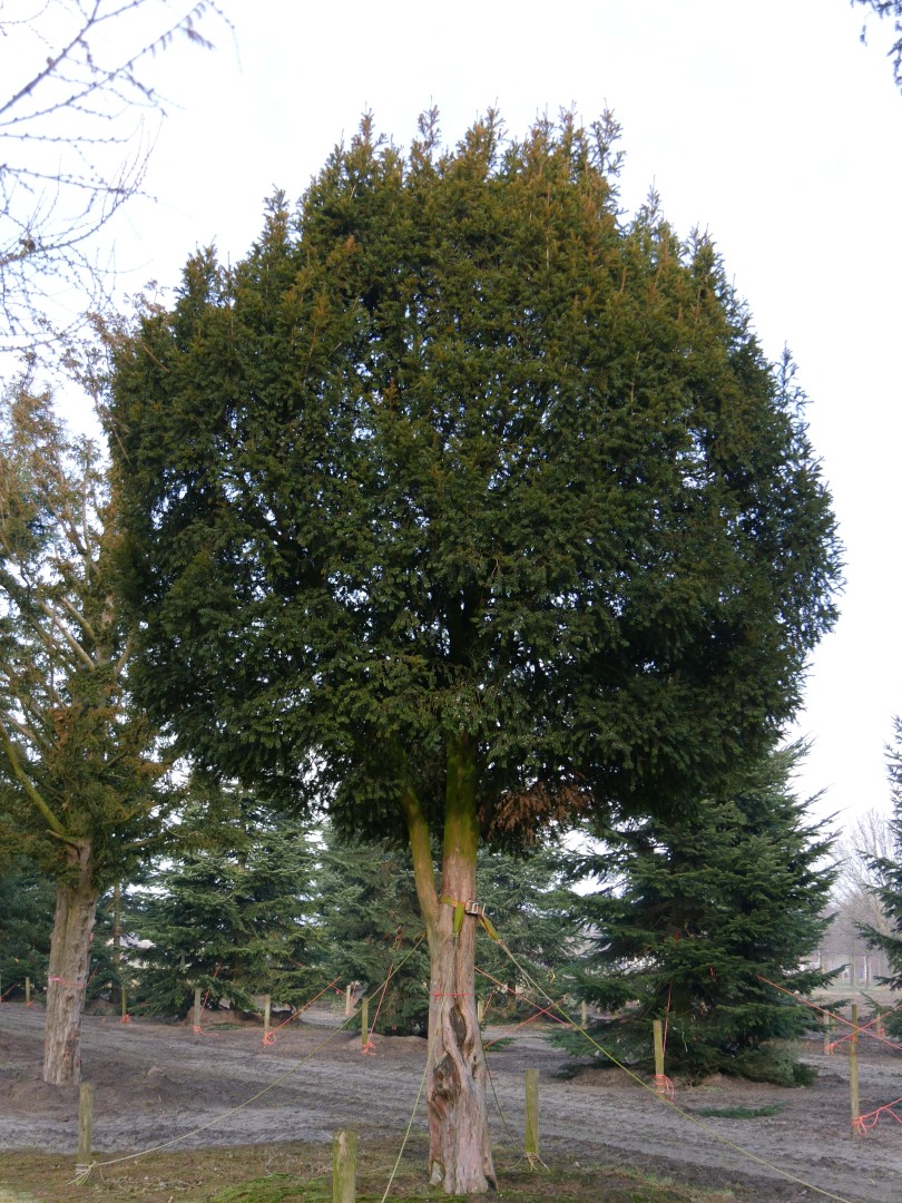 Taxus baccata | Common Yew, English Yew - Van den Berk Nurseries