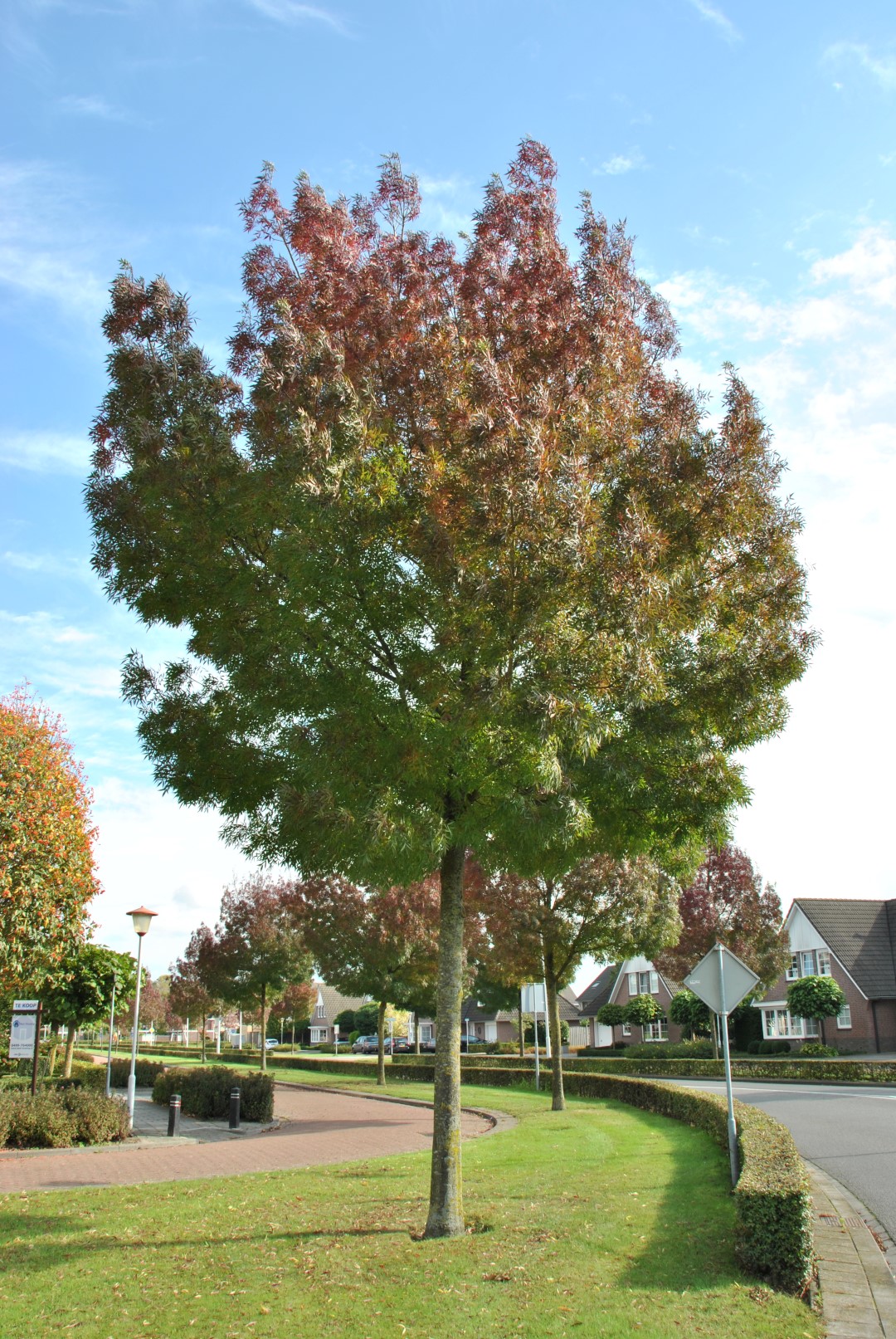 Fraxinus Angustifolia Raywood Fraxinus Angustifolia Raywood Van Fraxinus Angustifolia Raywood Fraxinus Angustifolia Raywood Van