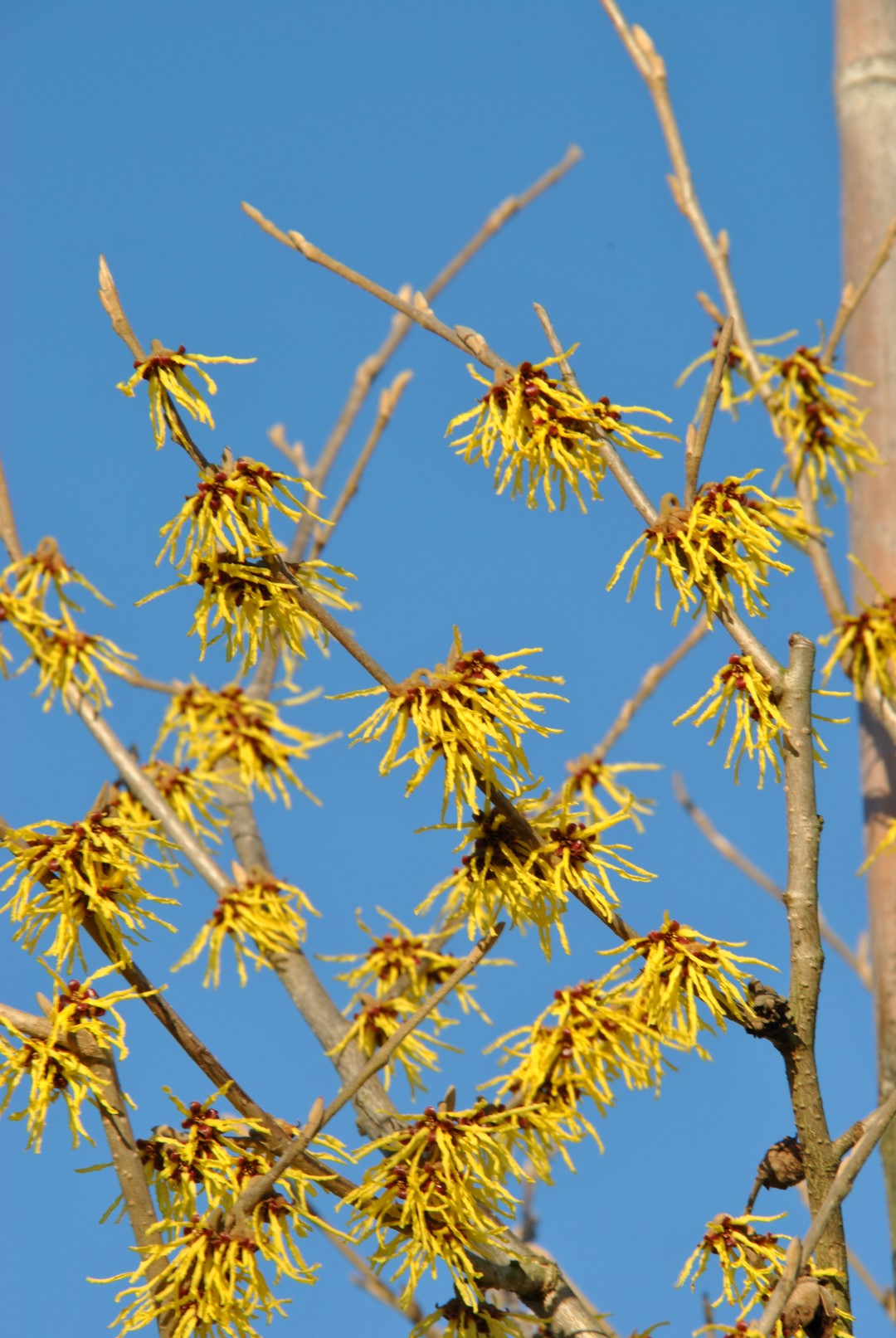 Hamamelis ×intermedia 'Arnold Promise' | Hamamelis ×intermedia 'Arnold ...