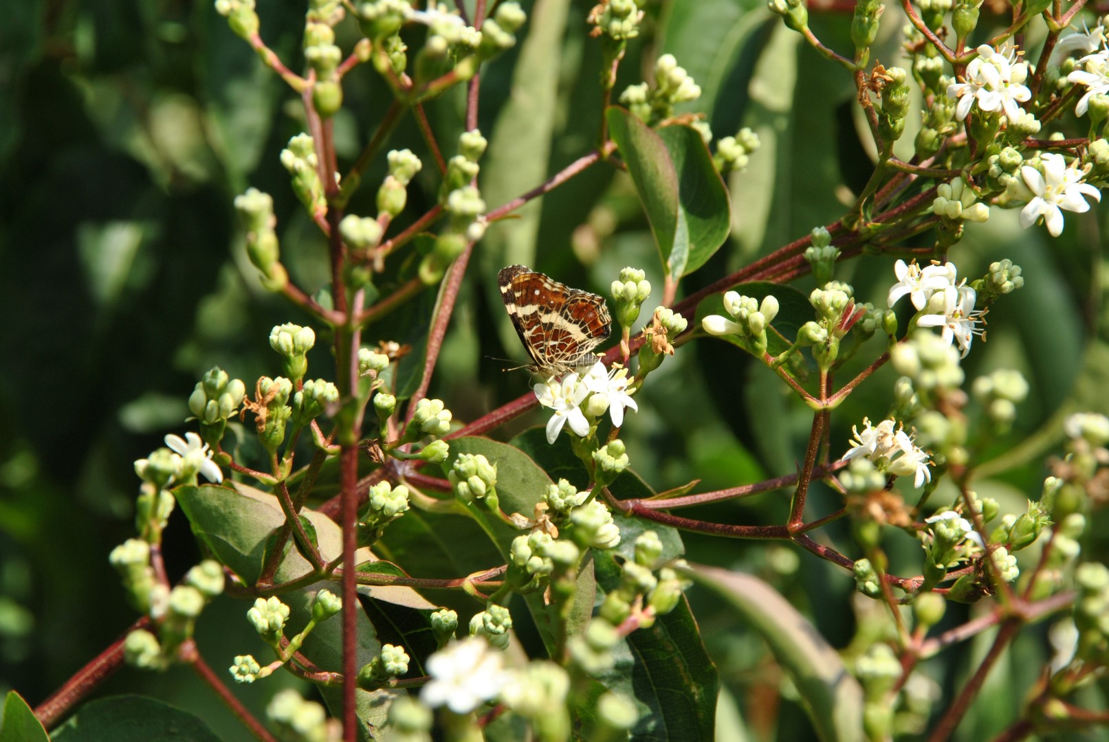 Heptacodium miconioides | Seven-son flower - Van den Berk Nurseries
