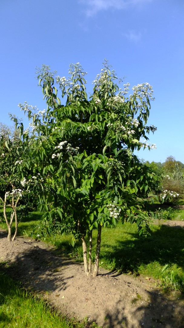 Heptacodium miconioides | Seven-son flower - Van den Berk Nurseries