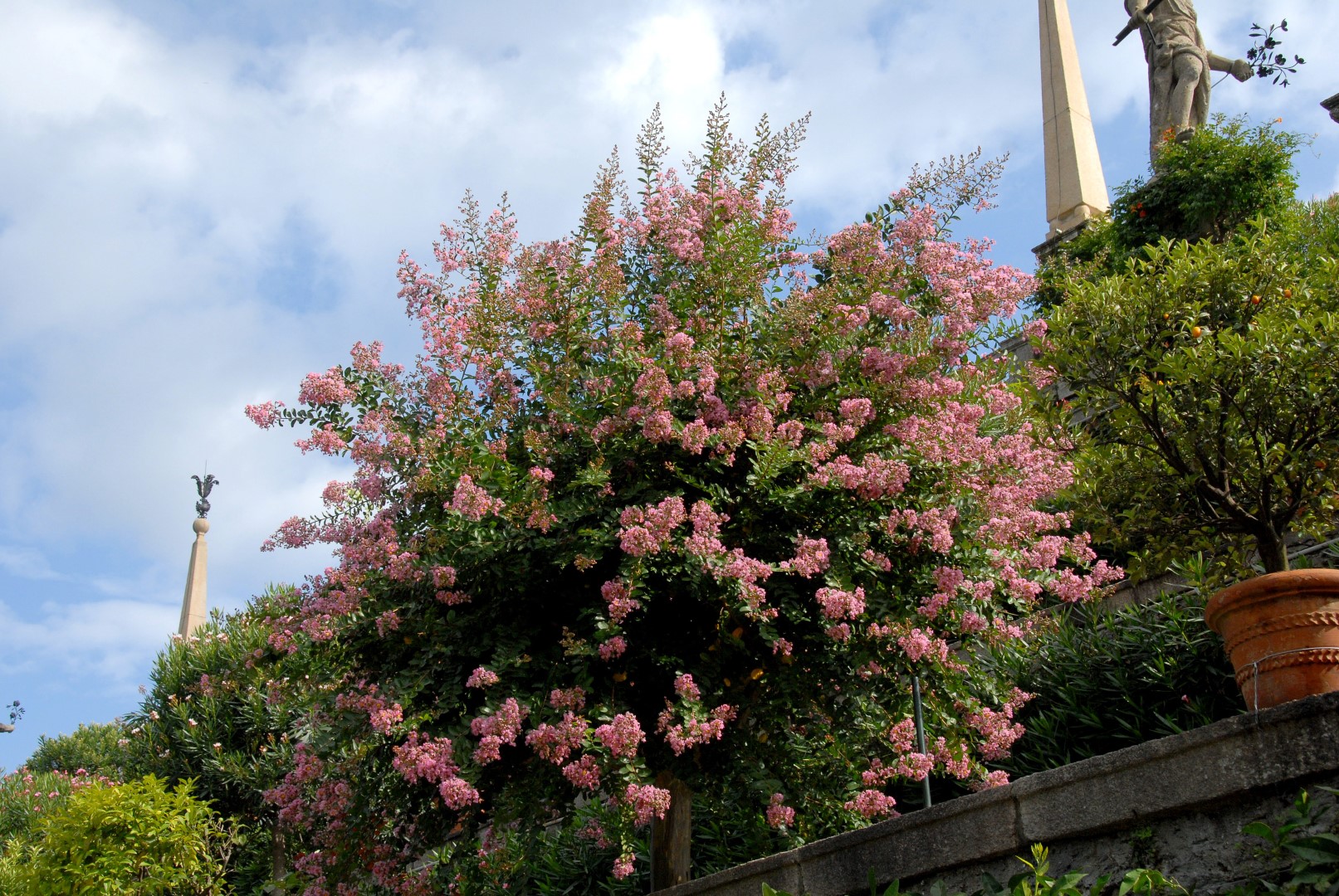 Lagerstroemia indica | Crape myrtle, Crepe myrtle - Van den Berk Nurseries
