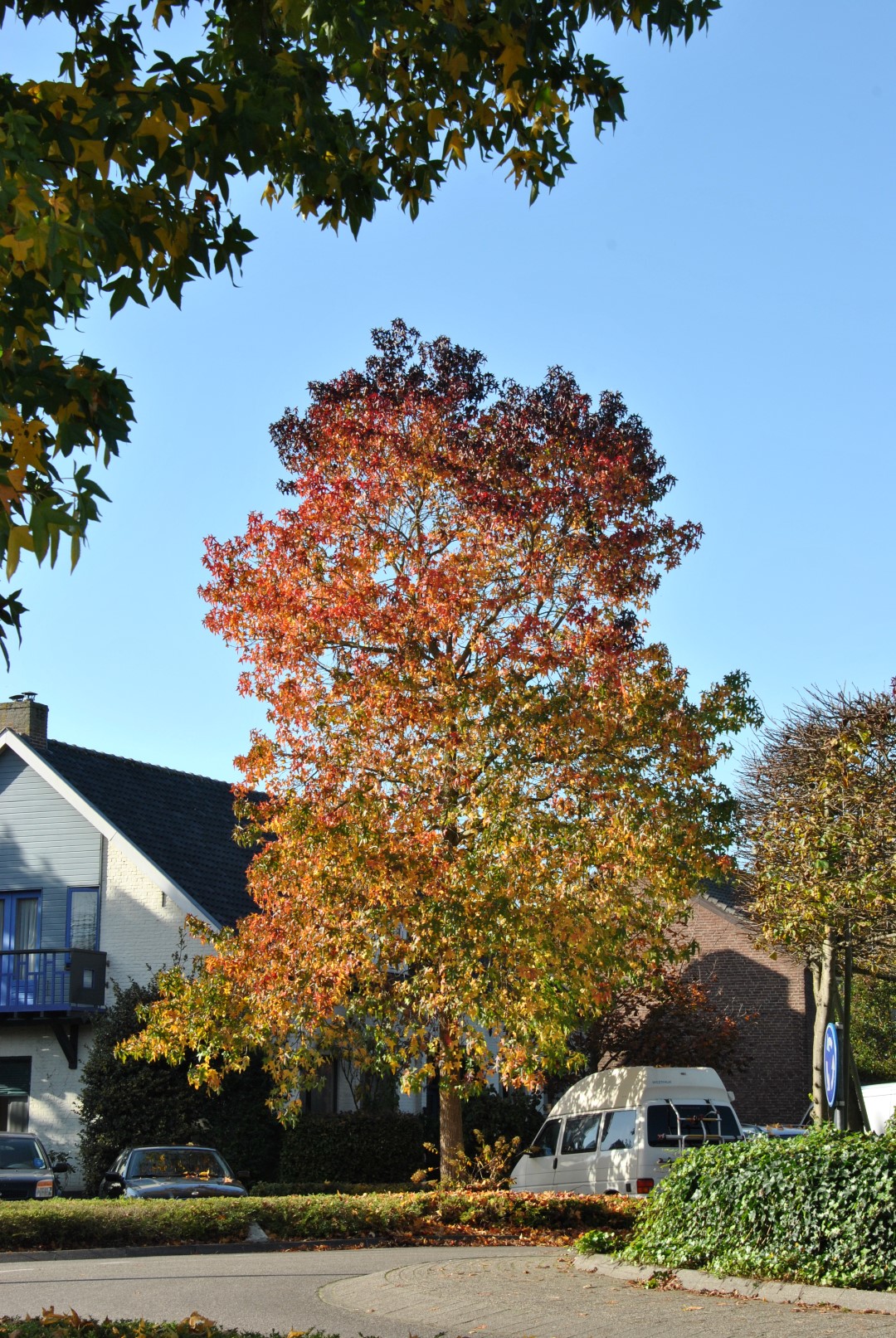 Liquidambar styraciflua | American red gum, Sweet gum - Van den Berk ...
