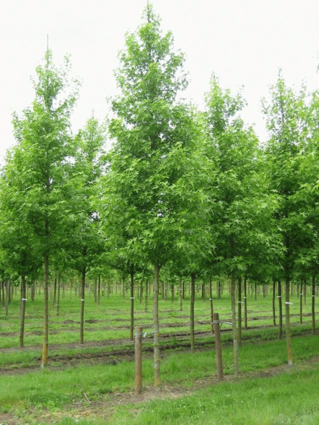 Liquidambar styraciflua | American red gum, Sweet gum - Van den Berk ...