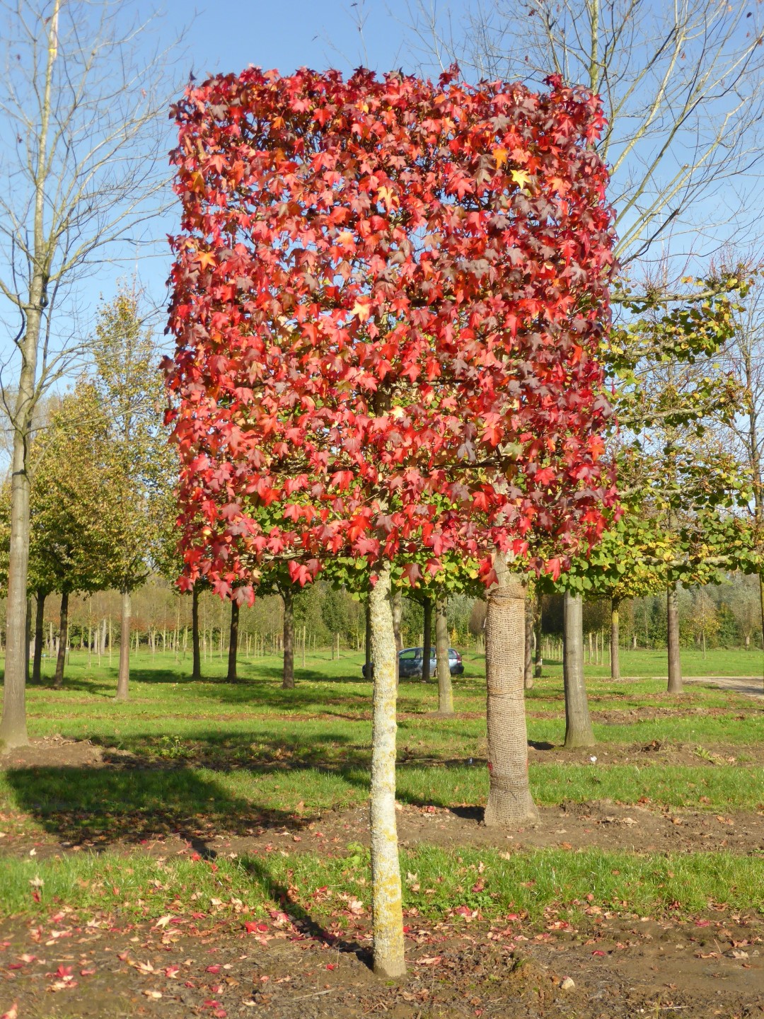 Liquidambar styraciflua | American red gum, Sweet gum - Van den Berk ...