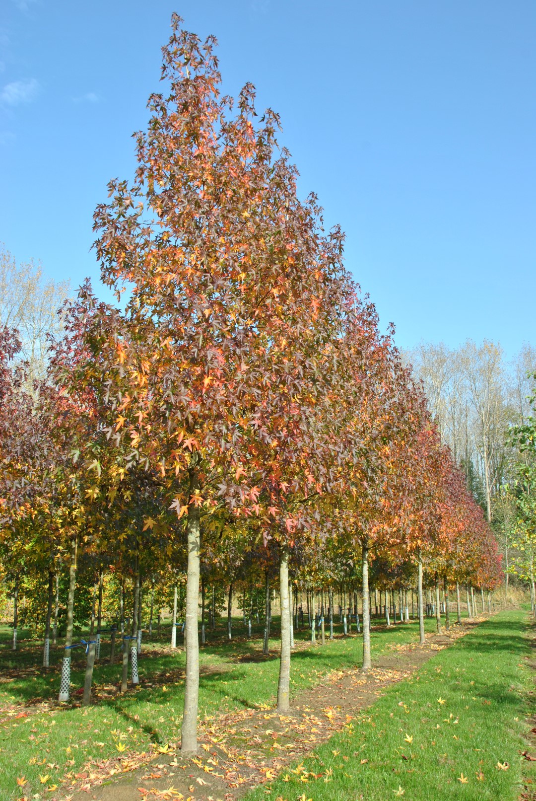 Liquidambar styraciflua 'Worplesdon' | Liquidambar styraciflua ...