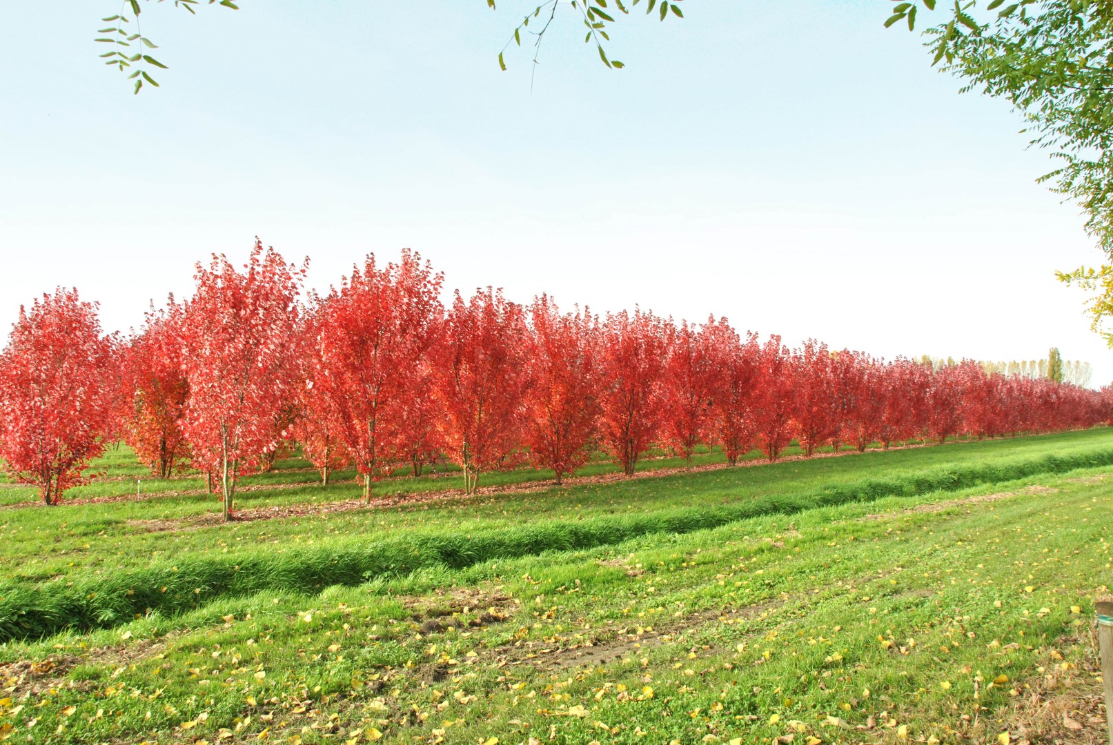 Acer rubrum 'Brandywine' | Acer rubrum 'Brandywine' - Van den Berk ...